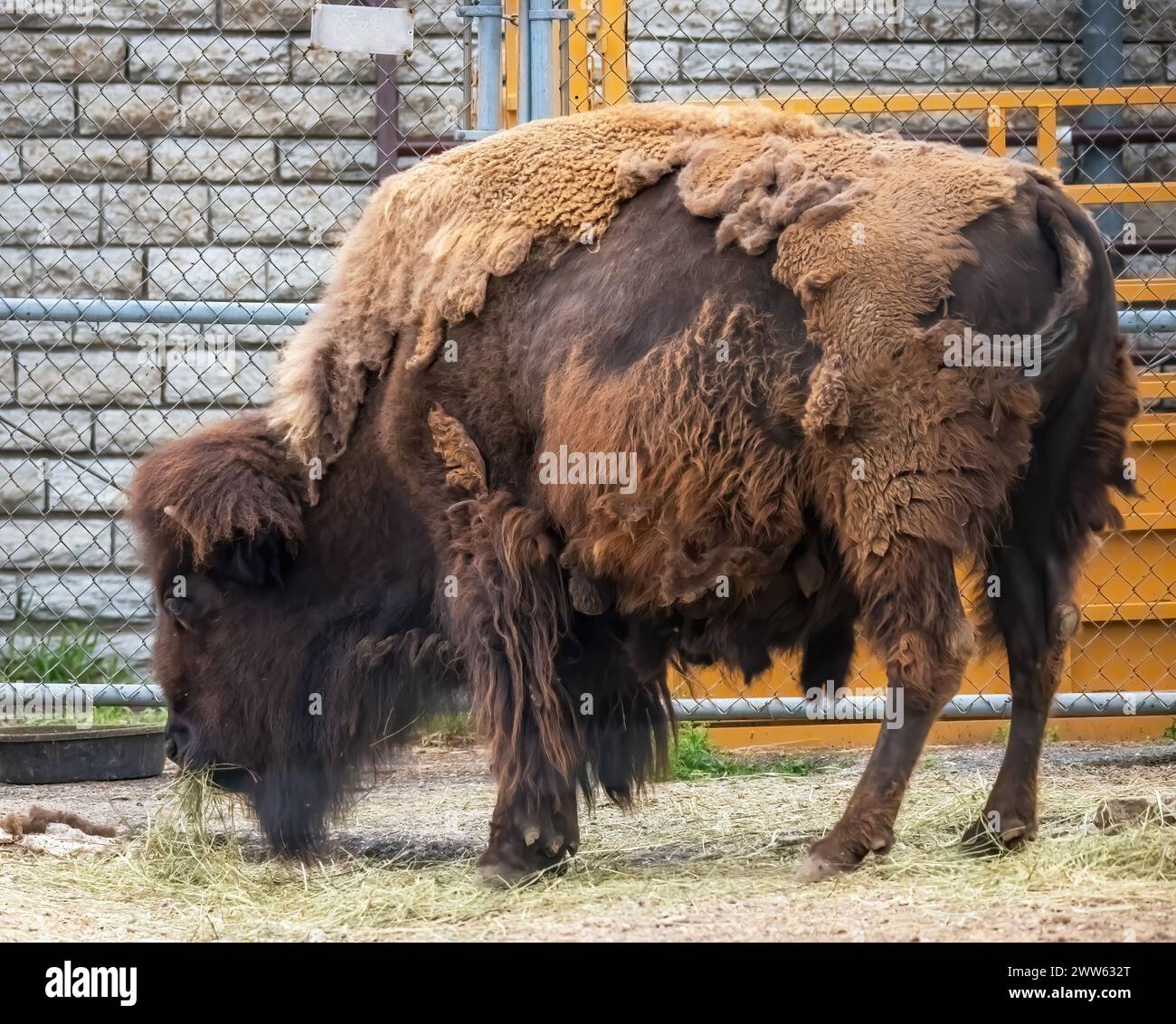 Native American bison or American buffalo eating in its pen on a summer ...