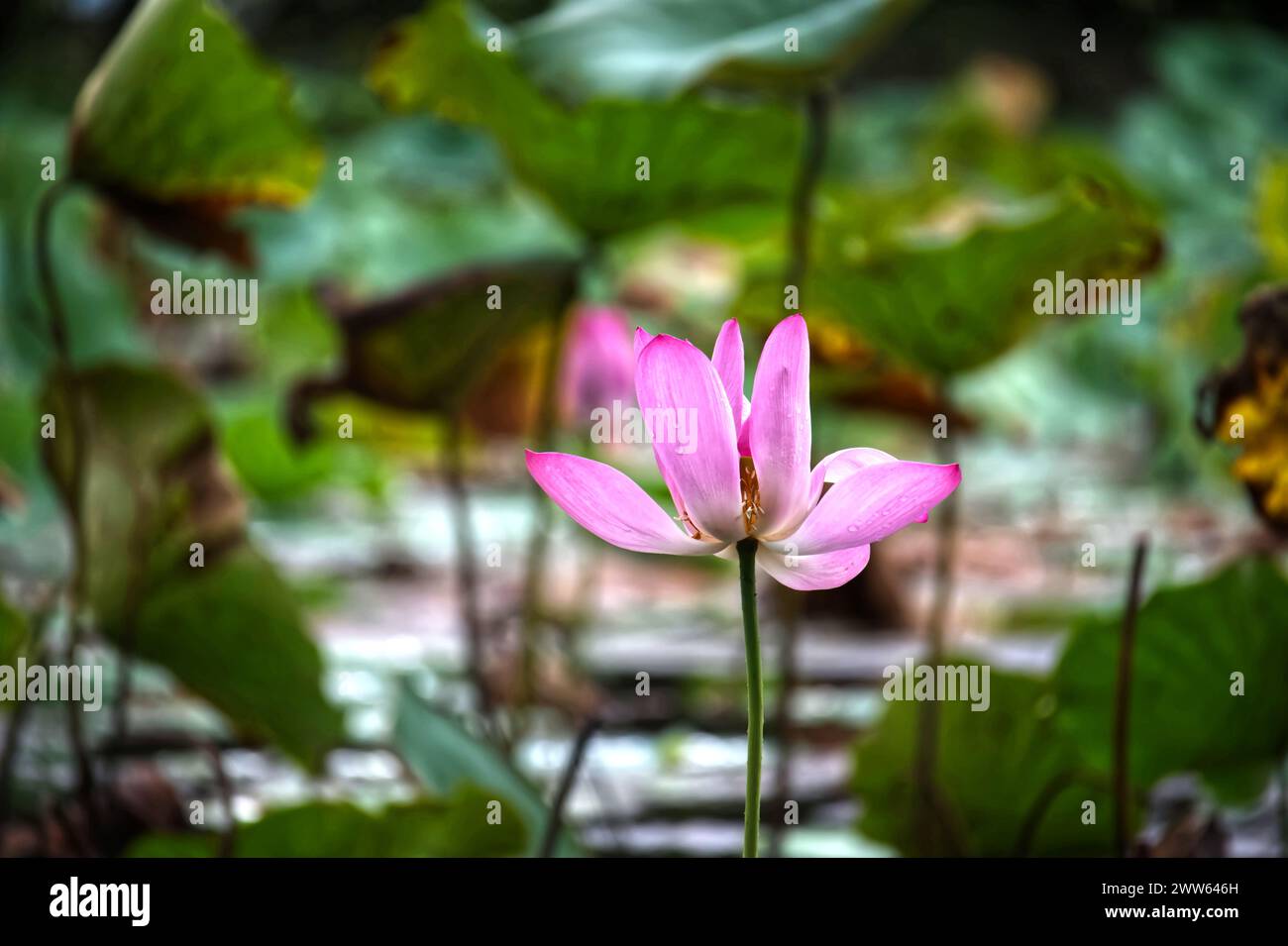 Water lily nymphaea darwin hi-res stock photography and images - Alamy