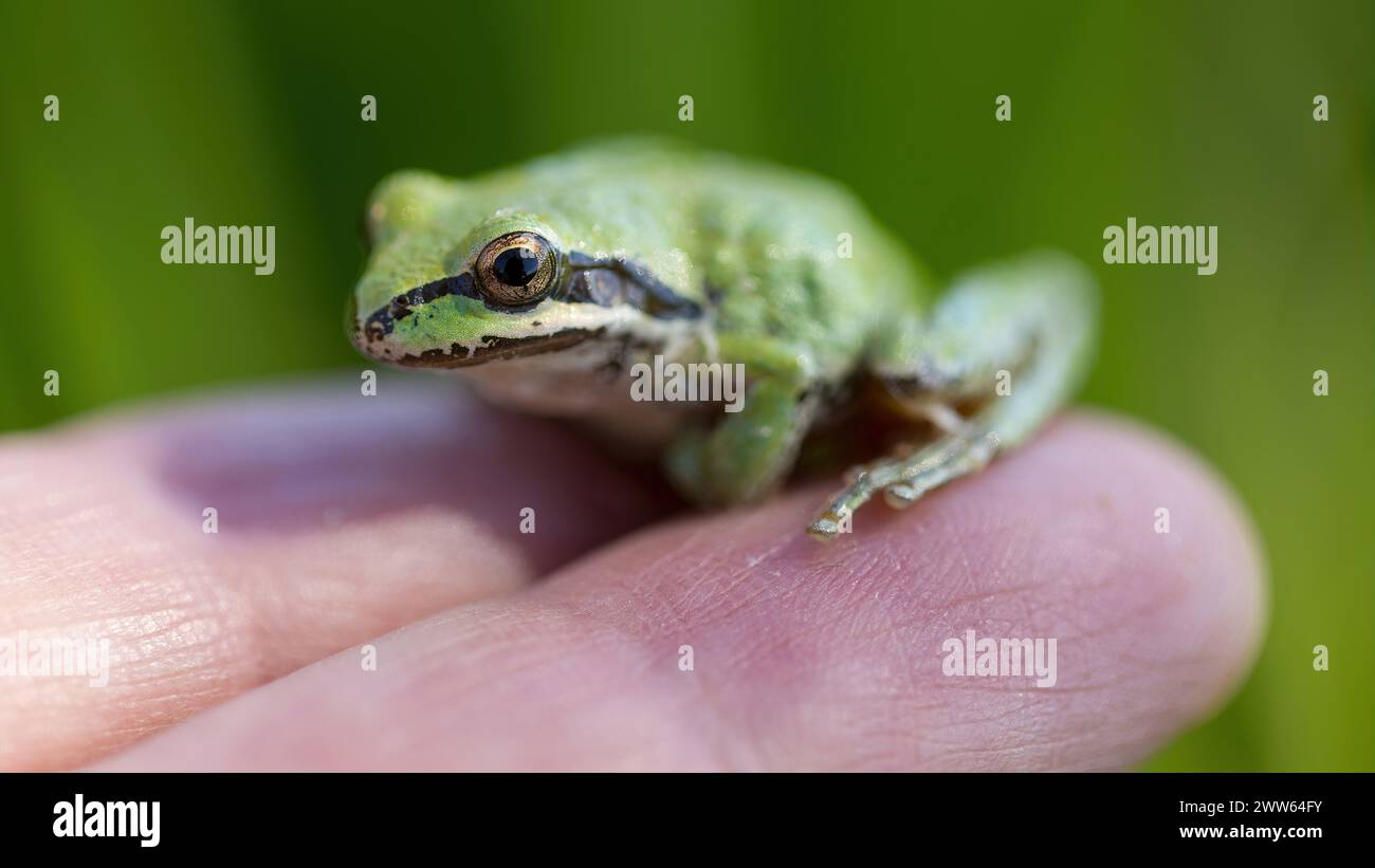 Sierran tree frog hi-res stock photography and images - Alamy