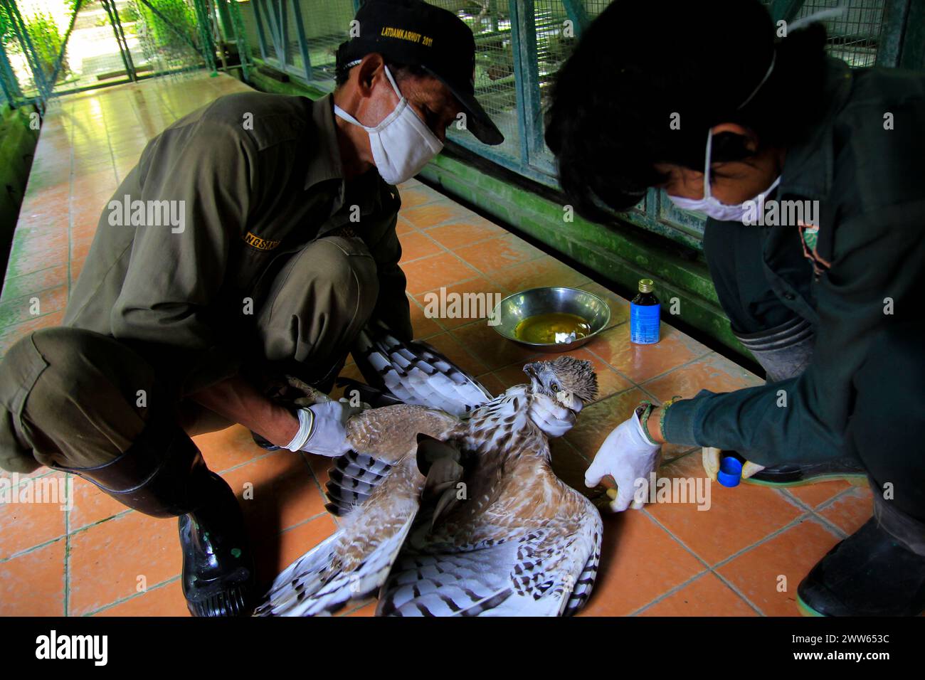 Hawk Eagle or Spizaetus cirrhatus (Nisaetus cirrhatus) when getting ...