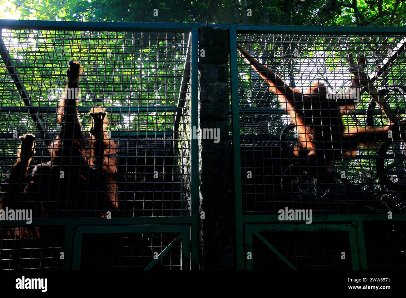 Conservation of endangered species hi-res stock photography and images ...