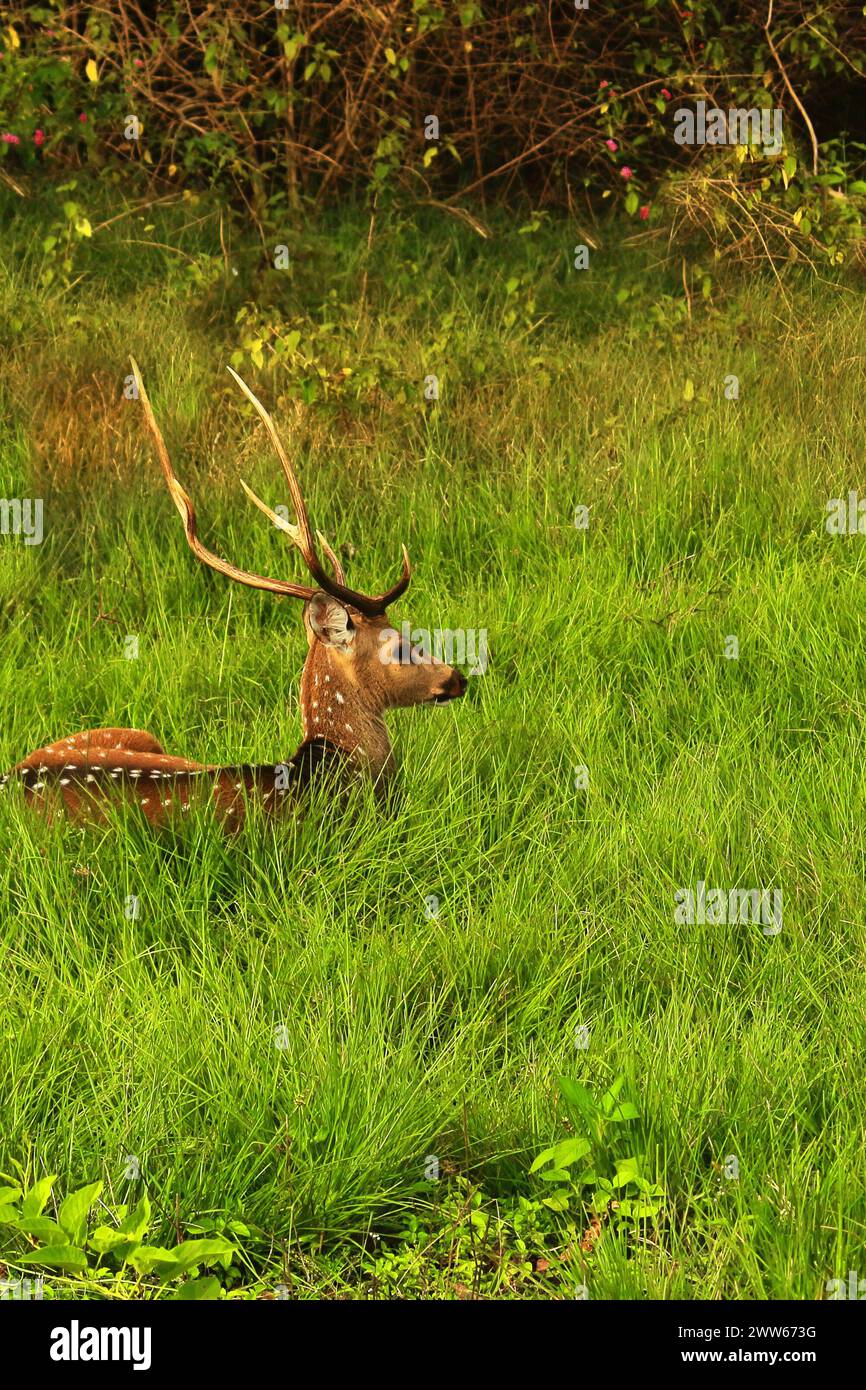 beautiful stag, male chital or spotted deer (axis axis) grazing in a ...