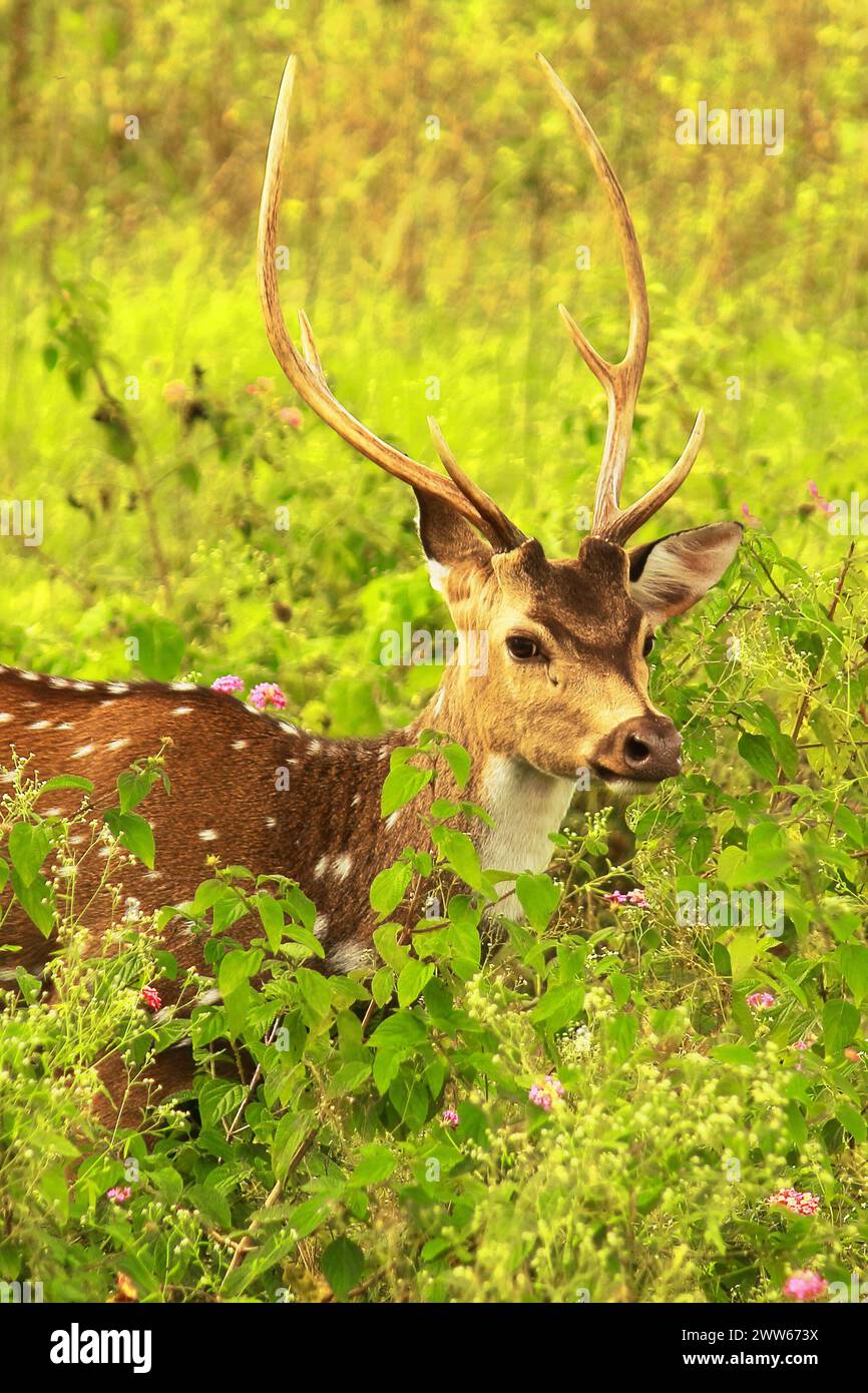 beautiful stag, male chital or spotted deer (axis axis) grazing in a ...