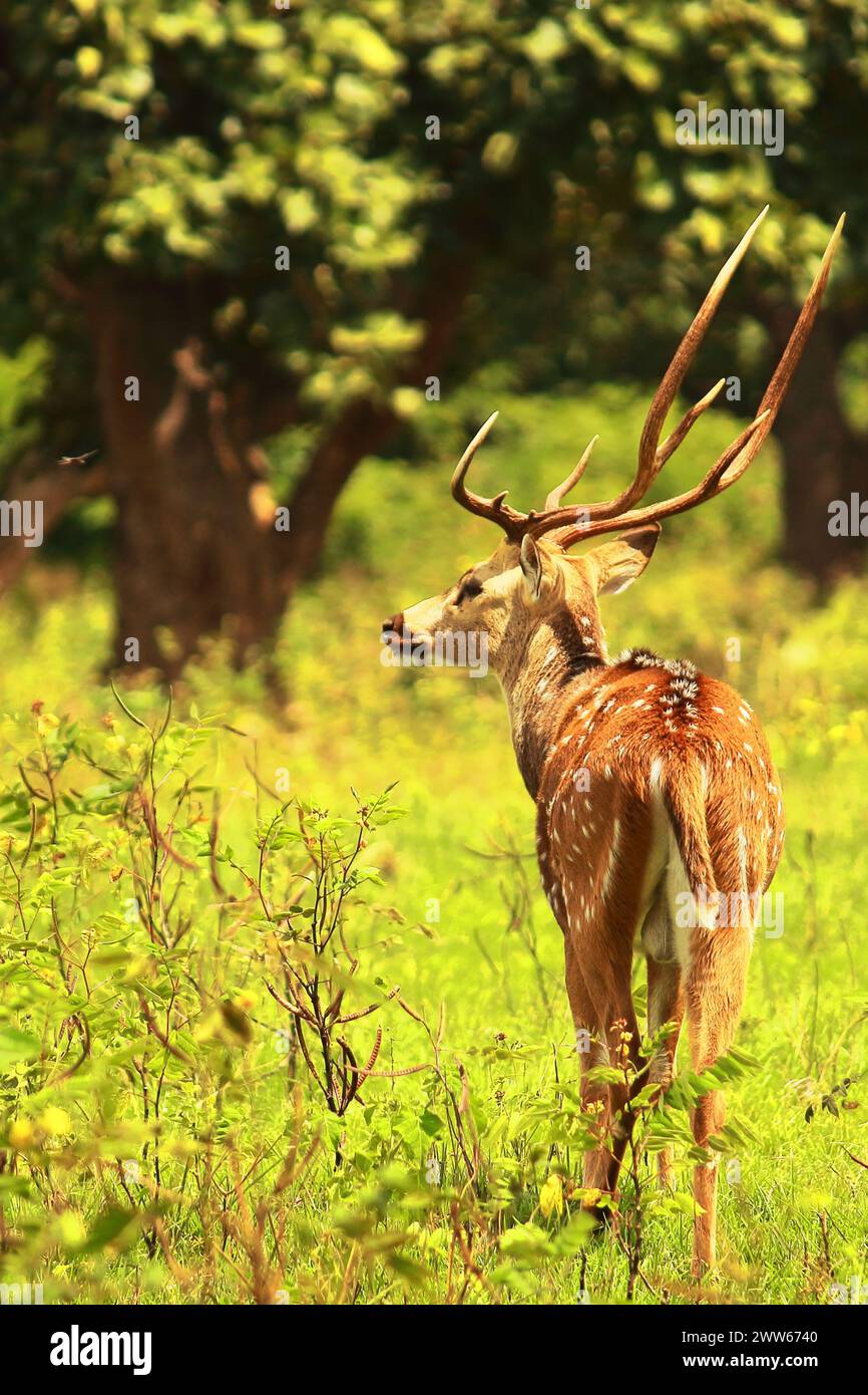 beautiful stag, male chital or spotted deer (axis axis) grazing in a ...