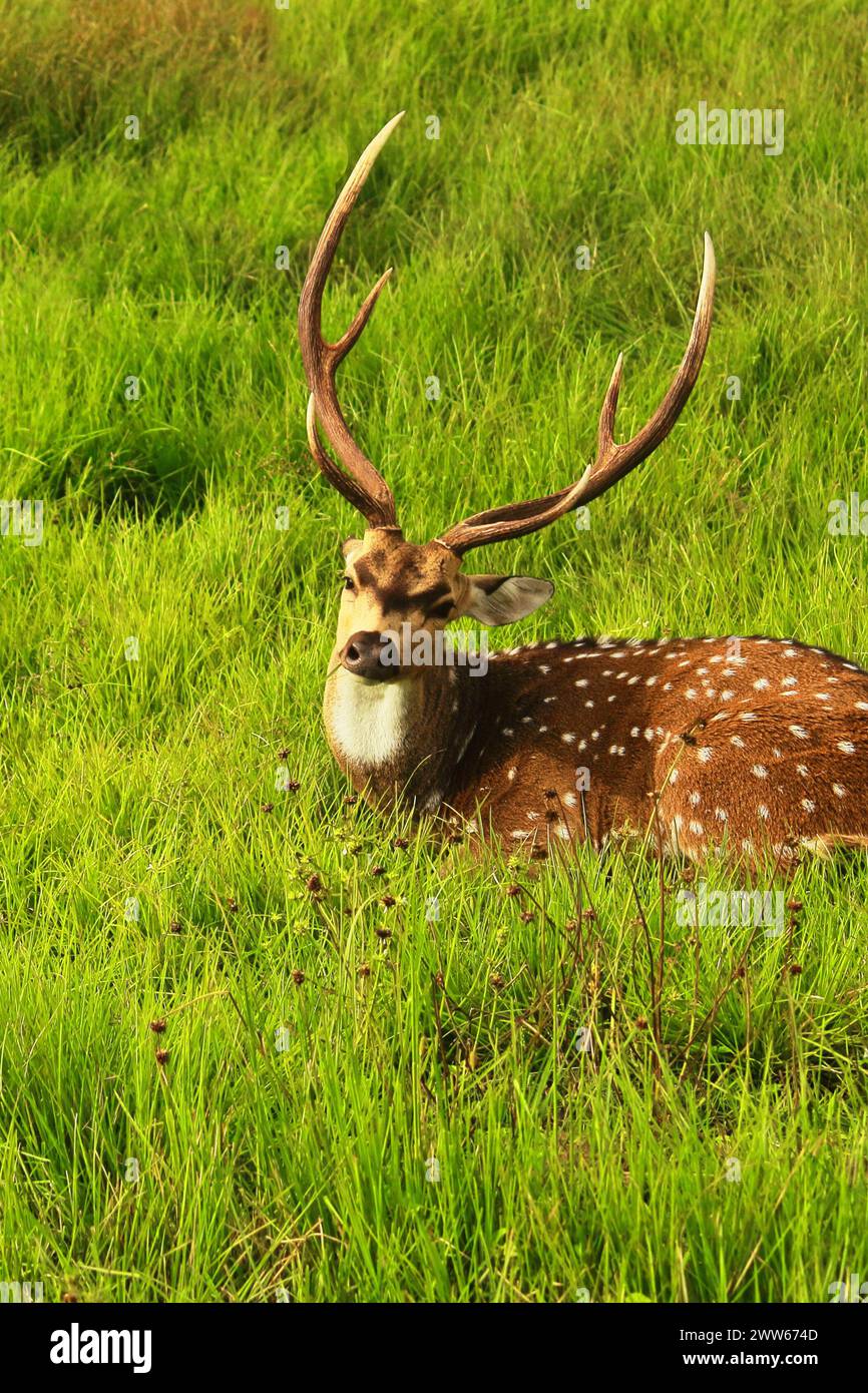 beautiful stag, male chital or spotted deer (axis axis) grazing in a ...