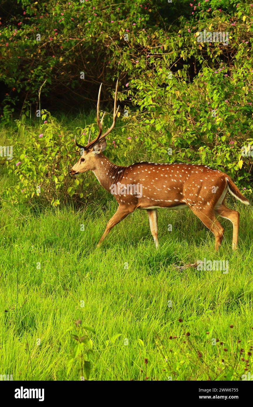 beautiful stag, male chital or spotted deer (axis axis) grazing in a ...