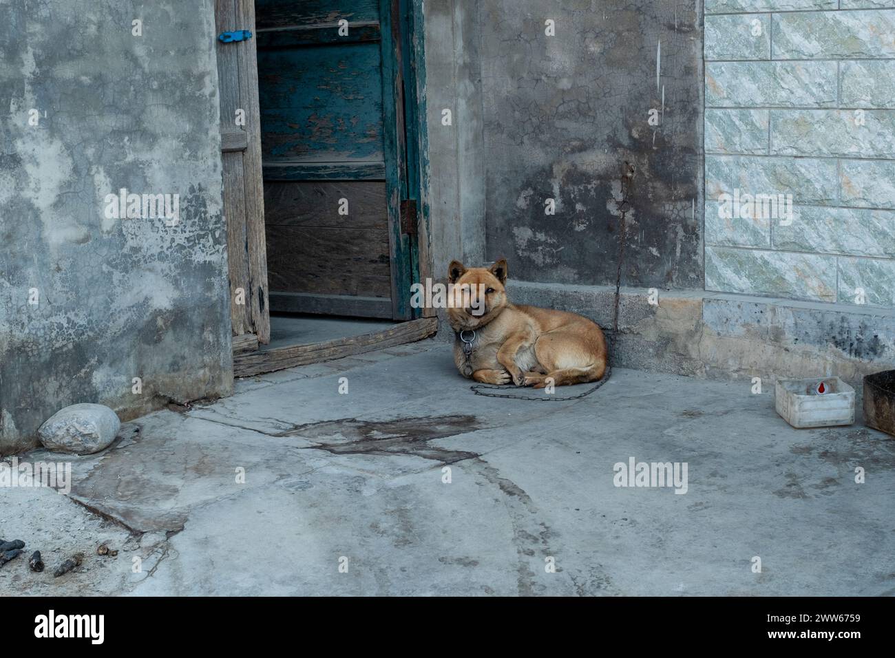 A chained guard dog in a Chinese farmer's house in Hebei province ...