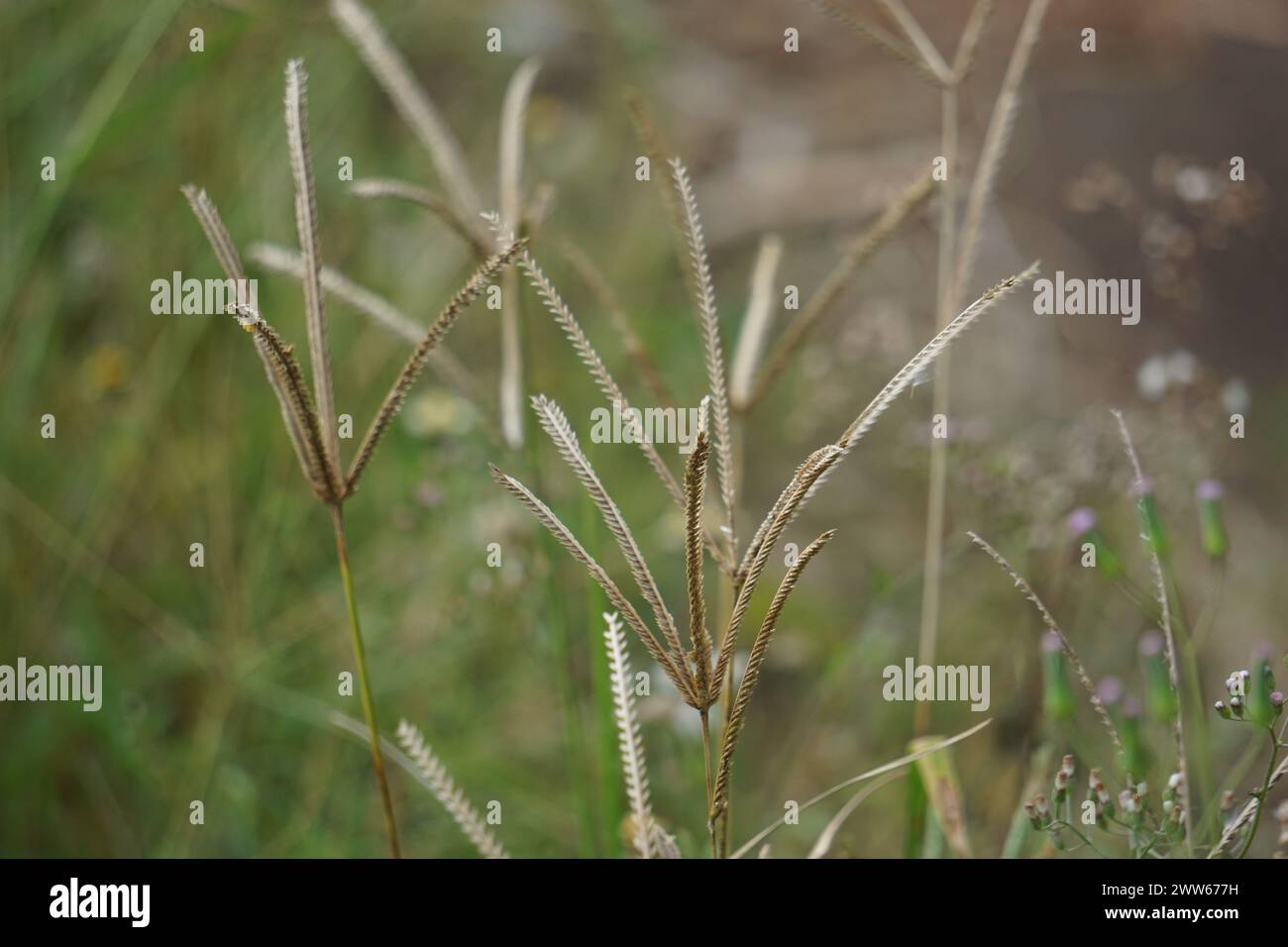 Eleusine indica (Indian goosegrass, yard grass, goosegrass, wiregrass ...
