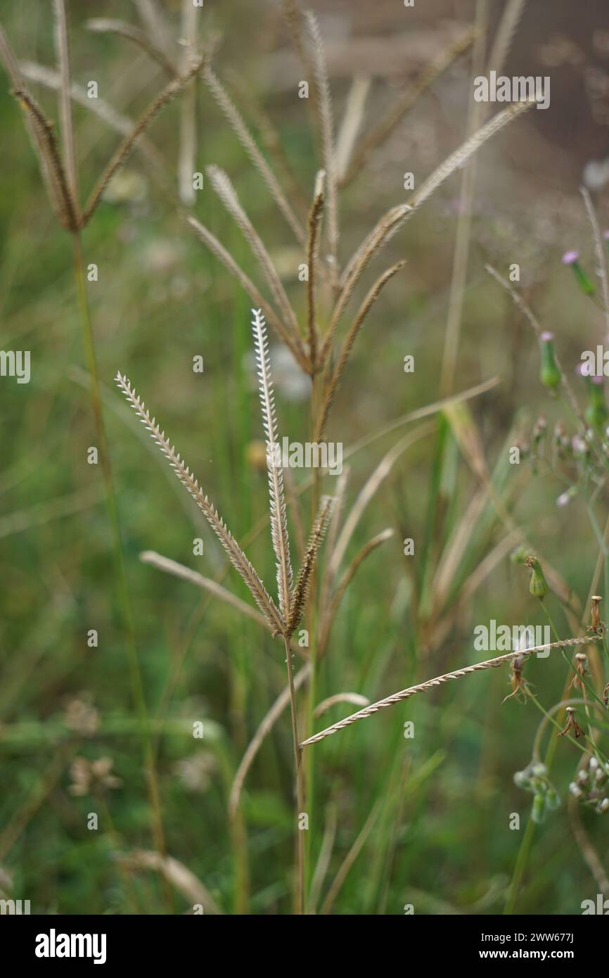 Eleusine indica (Indian goosegrass, yard grass, goosegrass, wiregrass ...