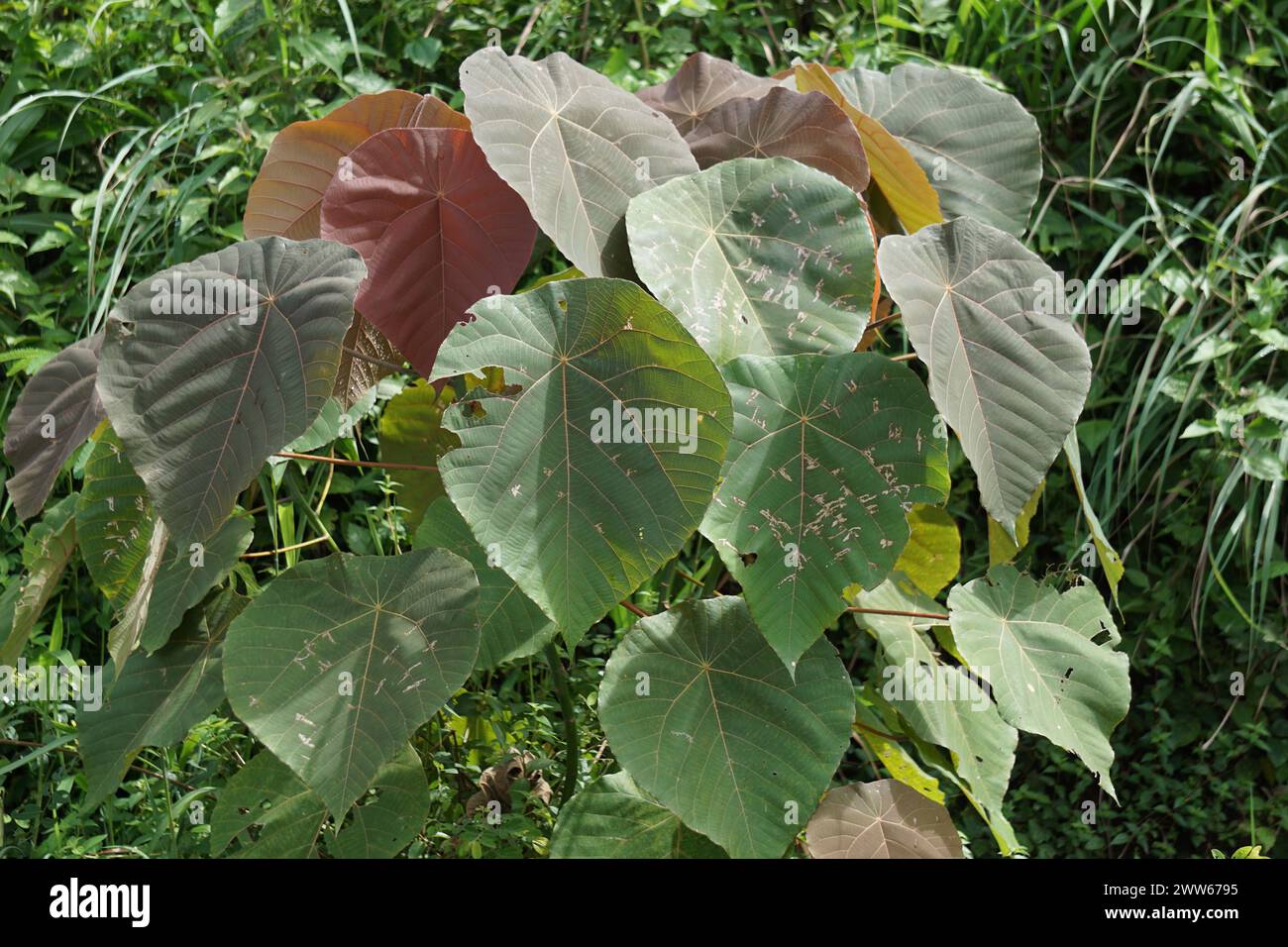 Macaranga grandifolia (Euphorbiaceae, nasturtium tree, parasol leaf ...