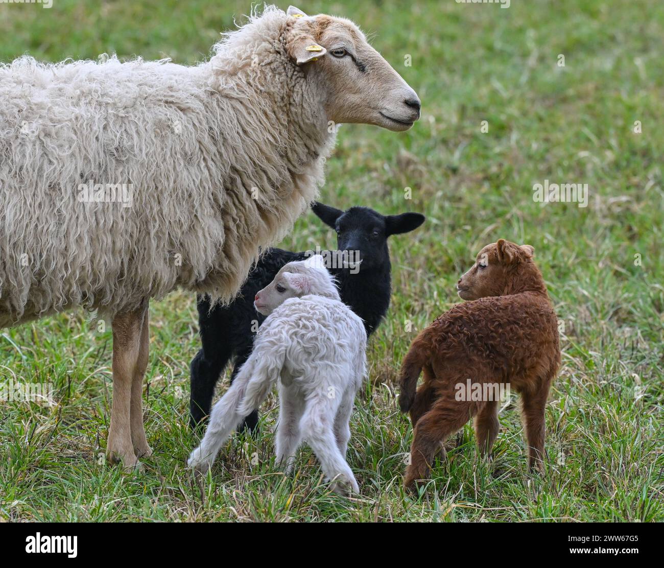 21 March 2024, Brandenburg, Steinhöfel: Three little lambs, who are ...
