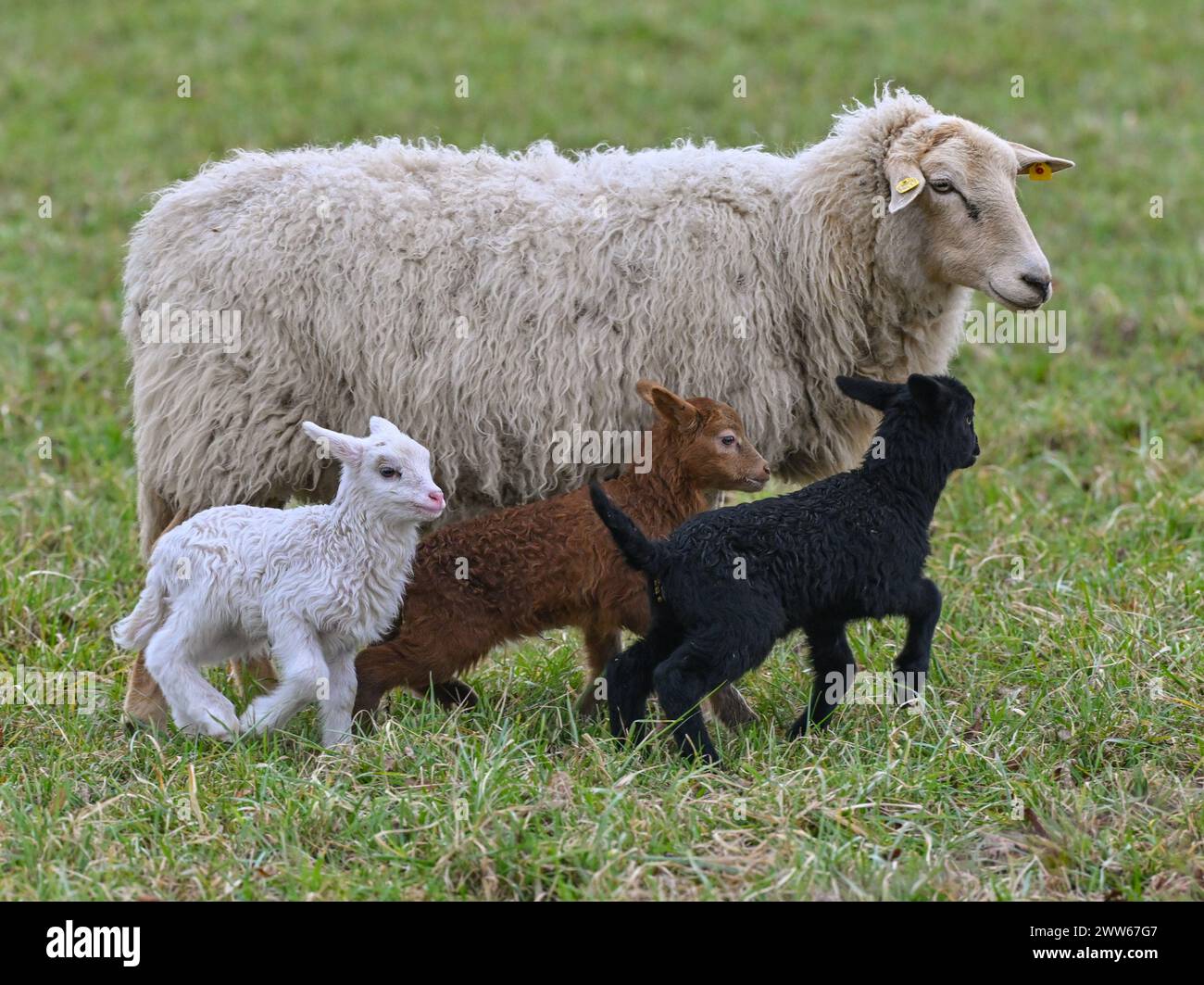 21 March 2024, Brandenburg, Steinhöfel: Three little lambs, who are ...