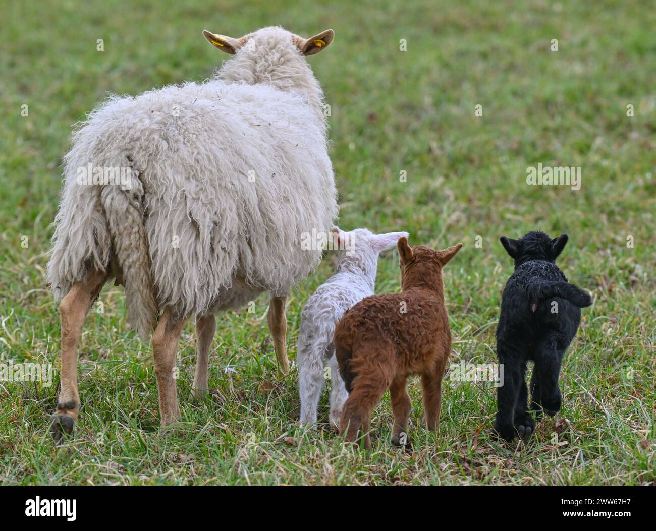 21 March 2024, Brandenburg, Steinhöfel: Three little lambs, who are ...