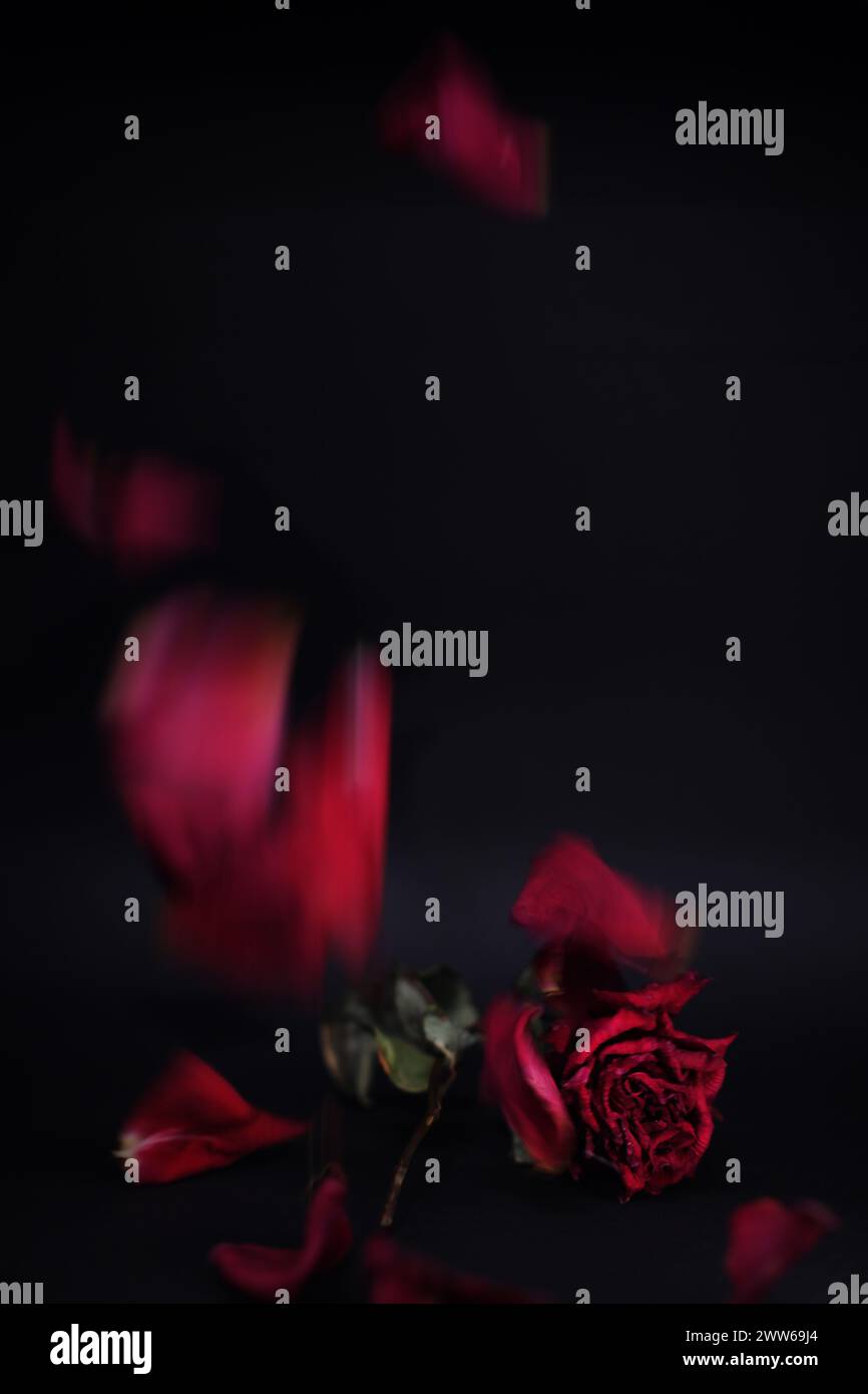 Dead rose petals falling hi-res stock photography and images - Alamy