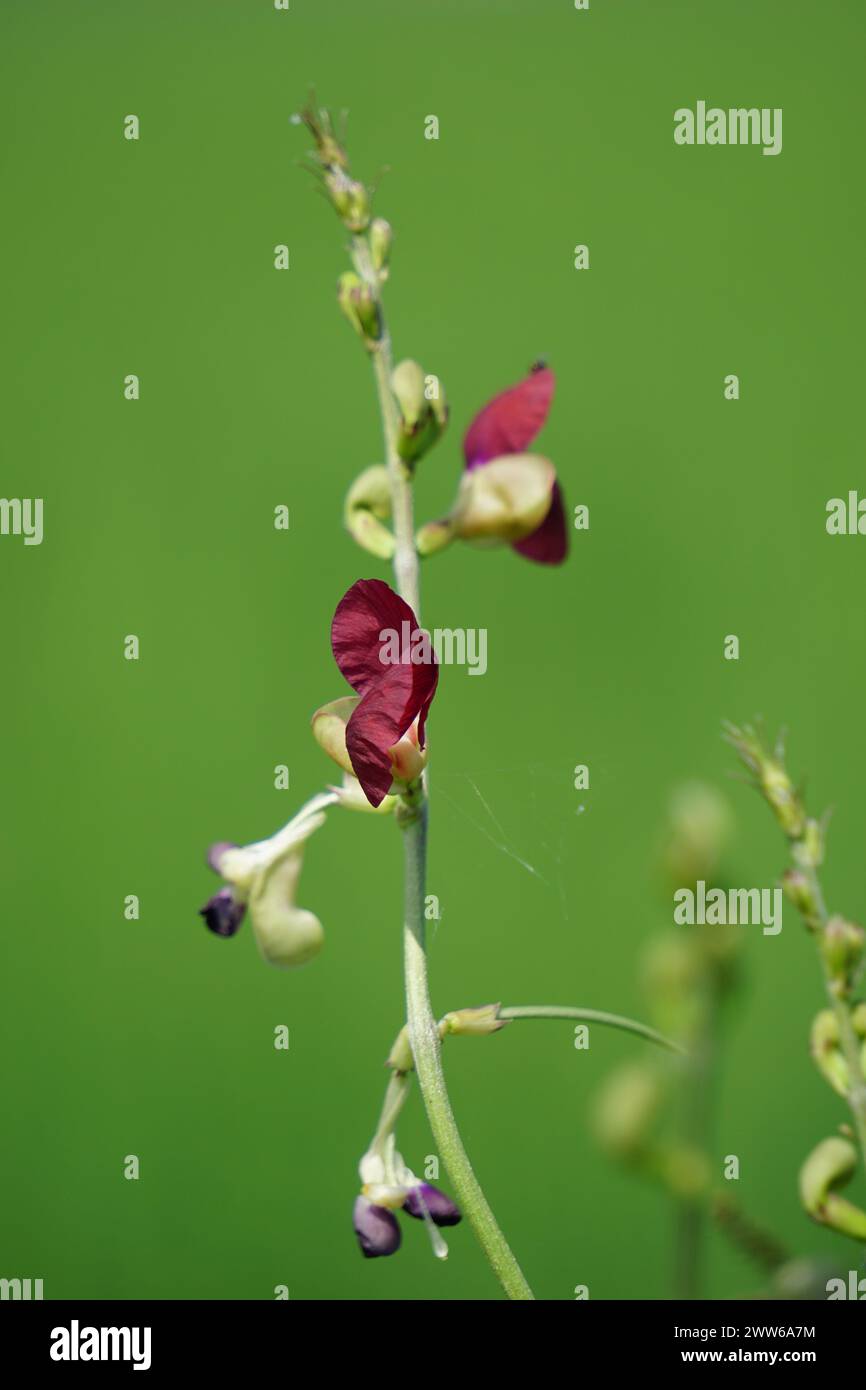 The flower of Macroptilium lathyroides (Also known phasey bean). The ...