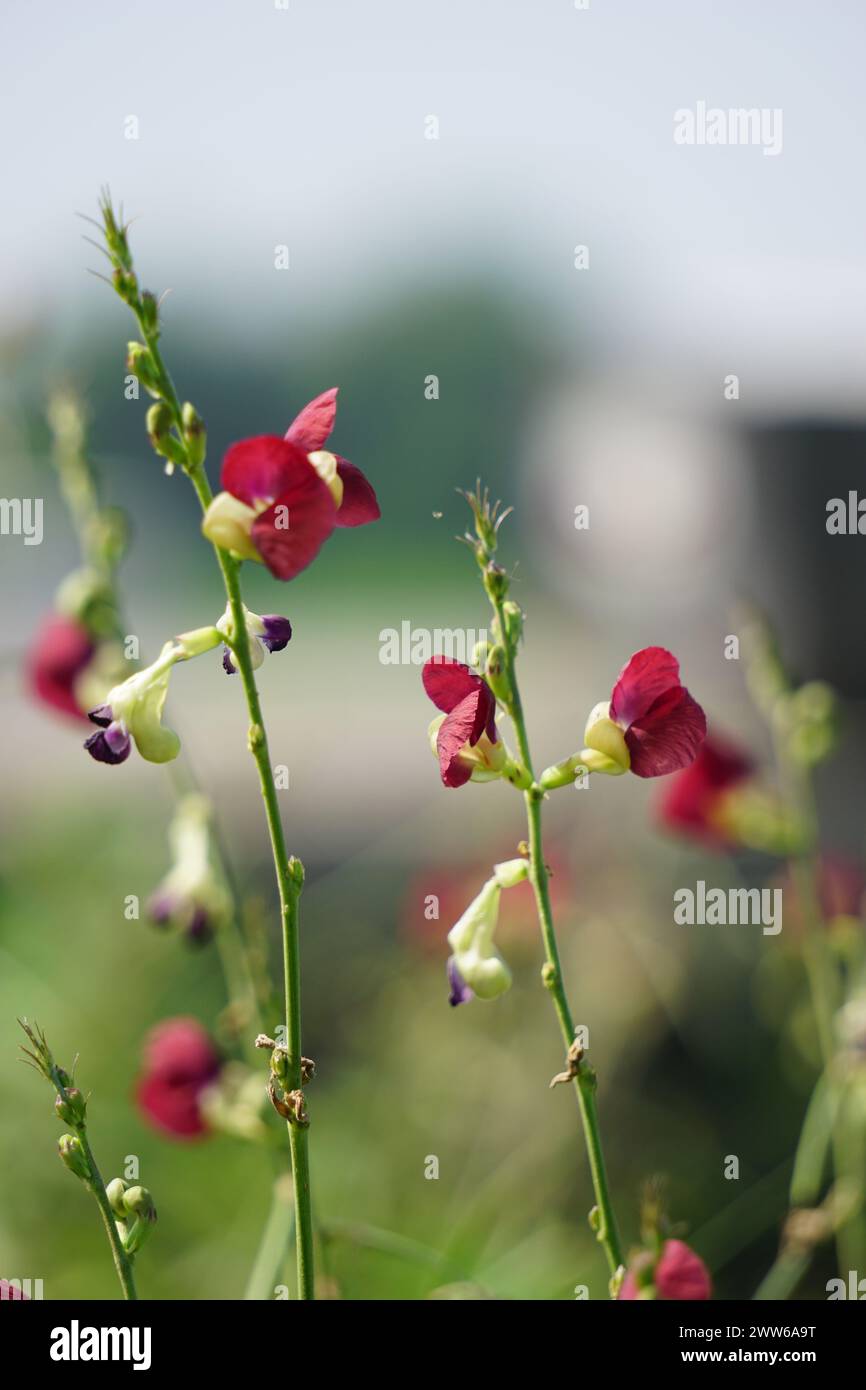 The flower of Macroptilium lathyroides (Also known phasey bean). The ...