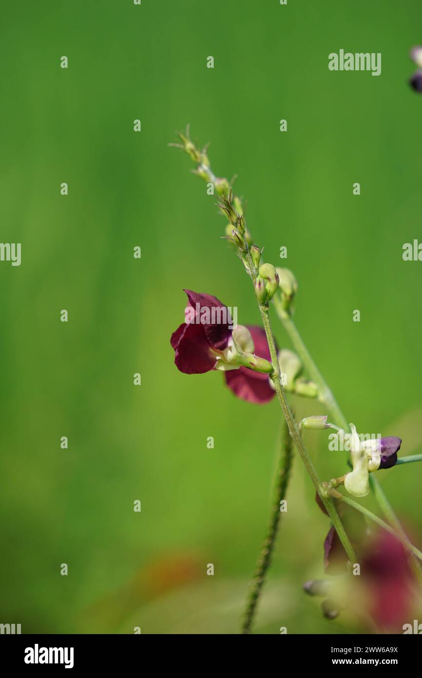 The flower of Macroptilium lathyroides (Also known phasey bean). The ...