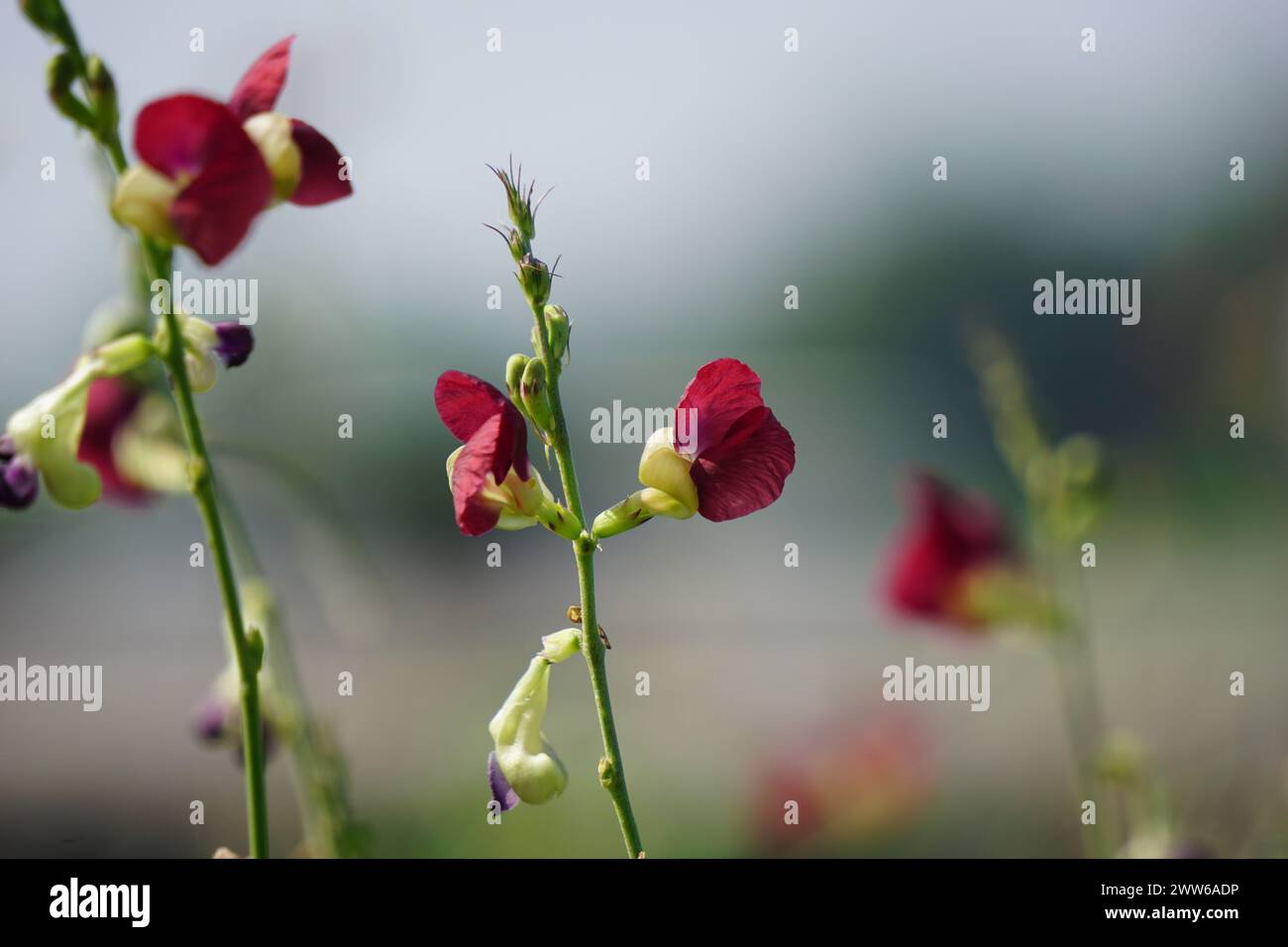 The flower of Macroptilium lathyroides (Also known phasey bean). The ...