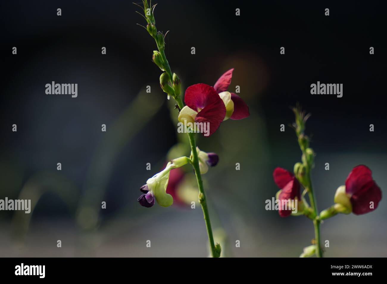 The flower of Macroptilium lathyroides (Also known phasey bean). The ...