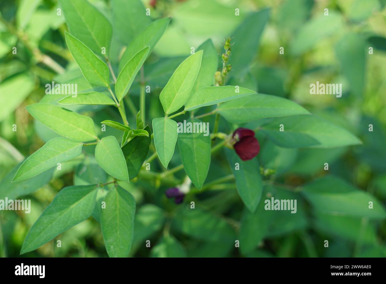 The flower of Macroptilium lathyroides (Also known phasey bean). The ...