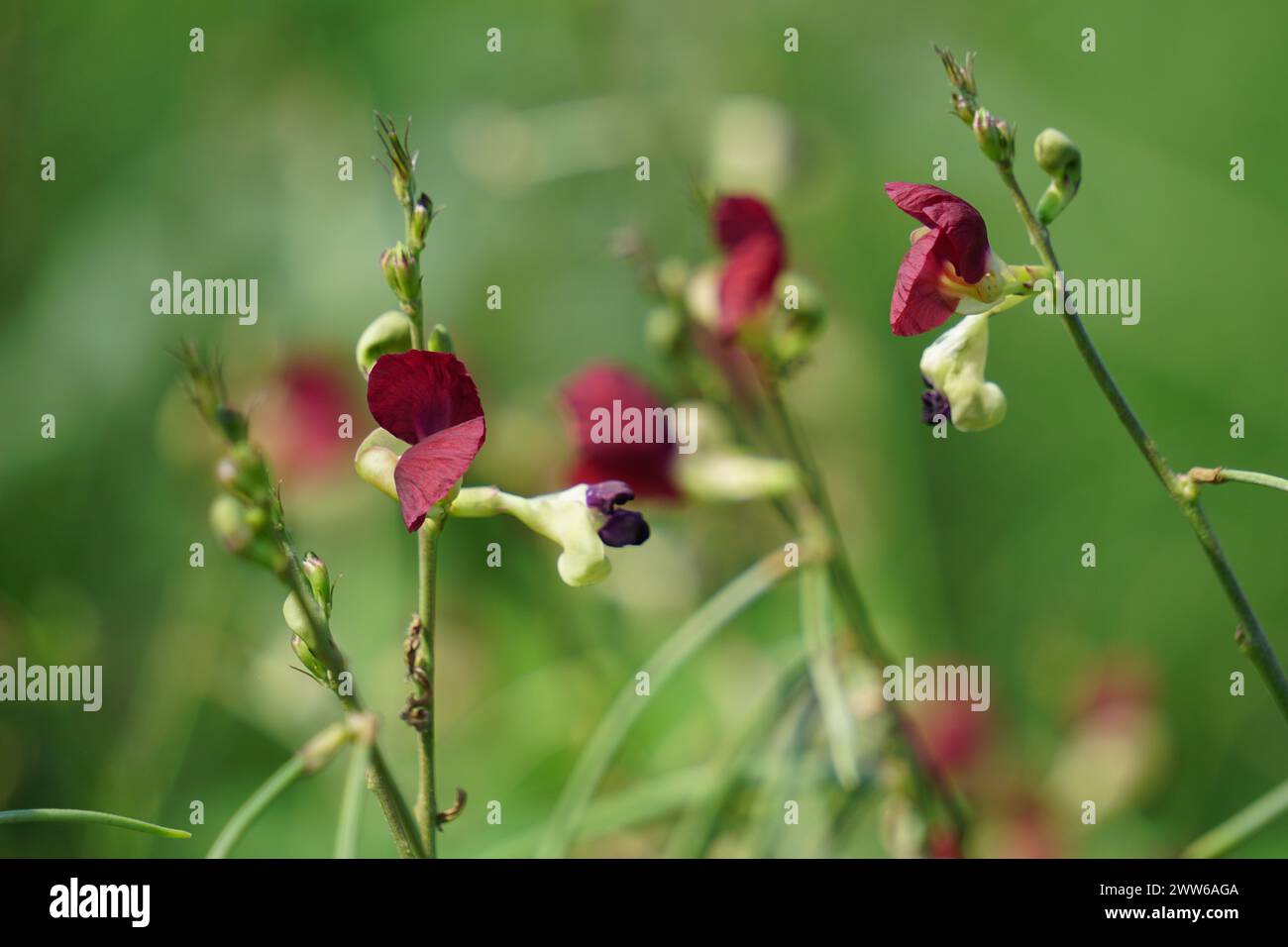 The flower of Macroptilium lathyroides (Also known phasey bean). The ...