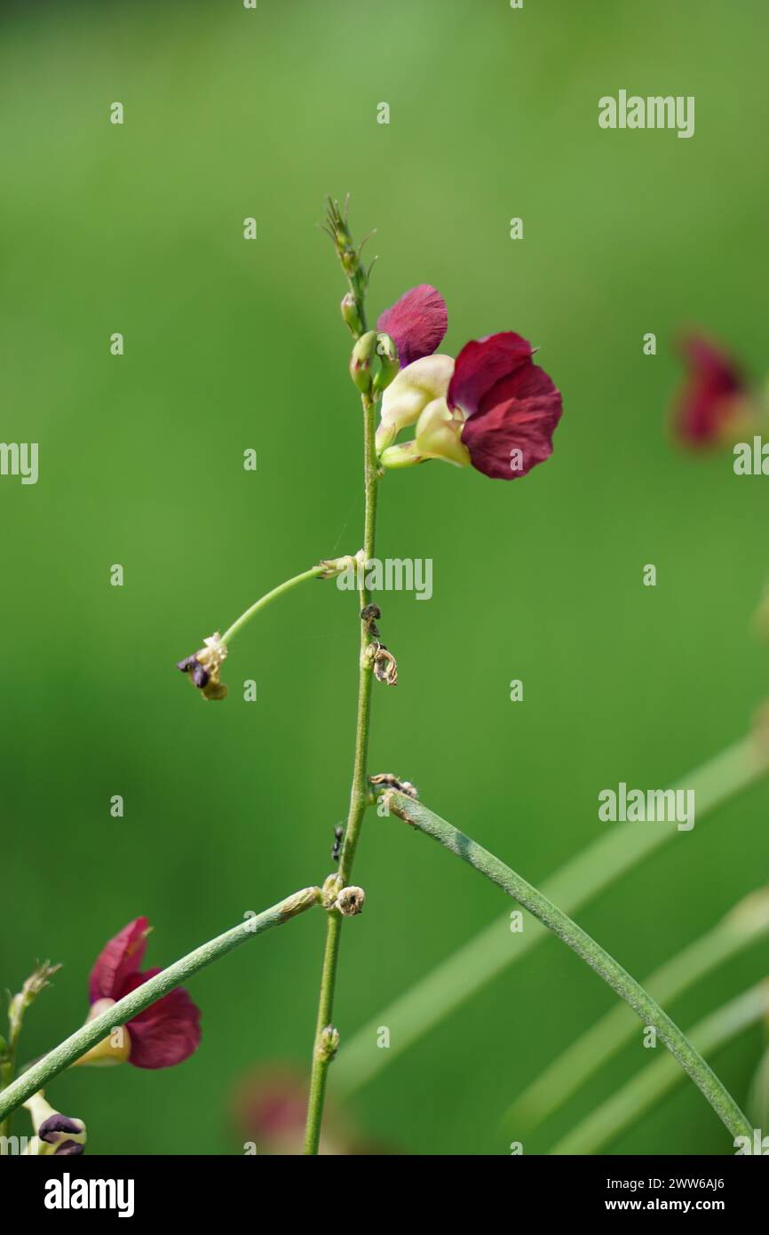 The flower of Macroptilium lathyroides (Also known phasey bean). The ...