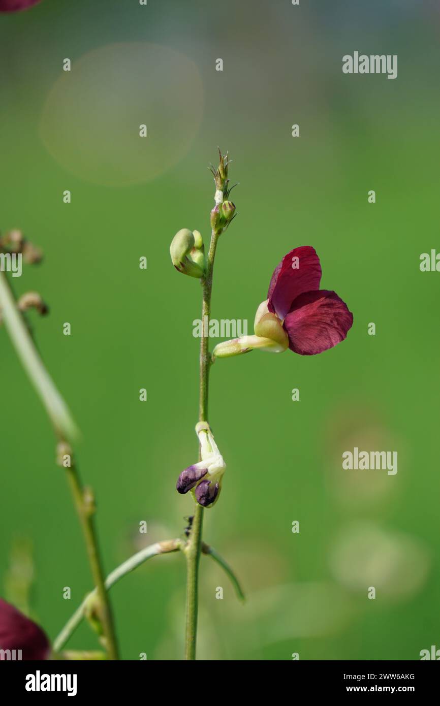 The flower of Macroptilium lathyroides (Also known phasey bean). The ...