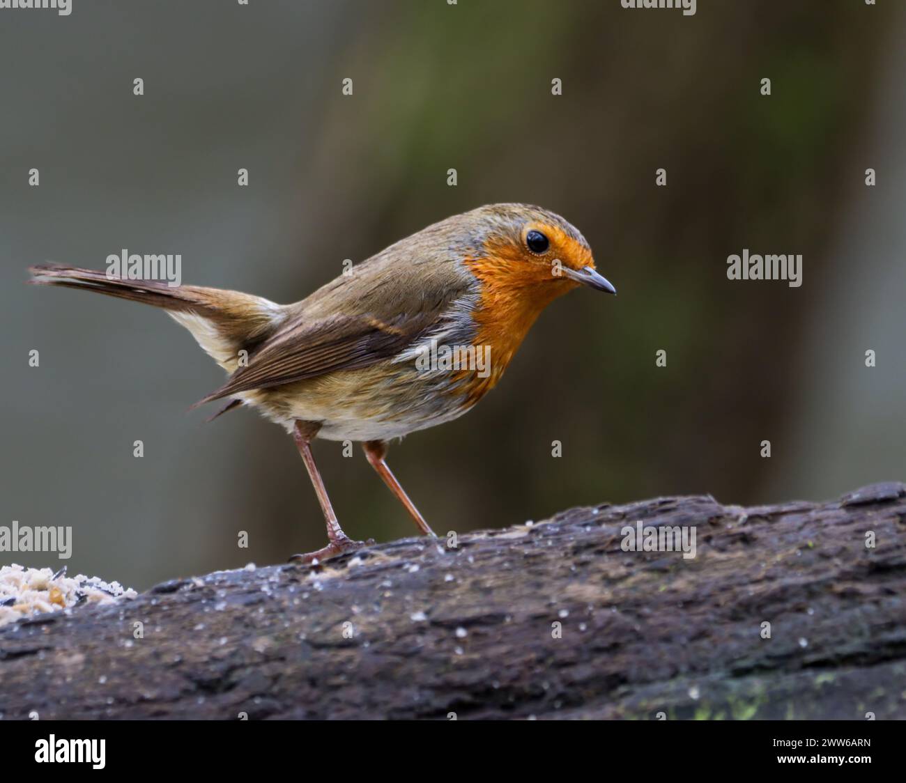 A Robin bird sits on a slender tree branch Stock Photo - Alamy