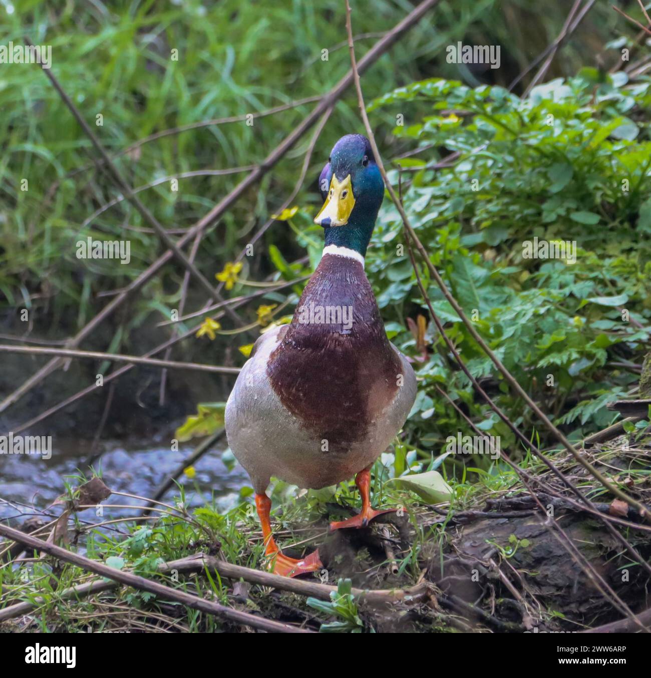 A duck strolling by water through tall grass Stock Photo - Alamy