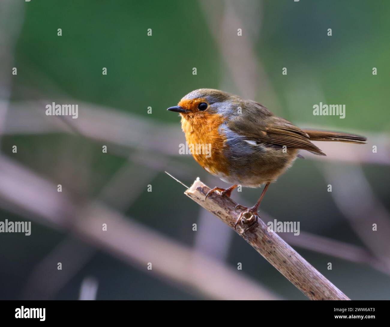 Bird robin face hi-res stock photography and images - Alamy
