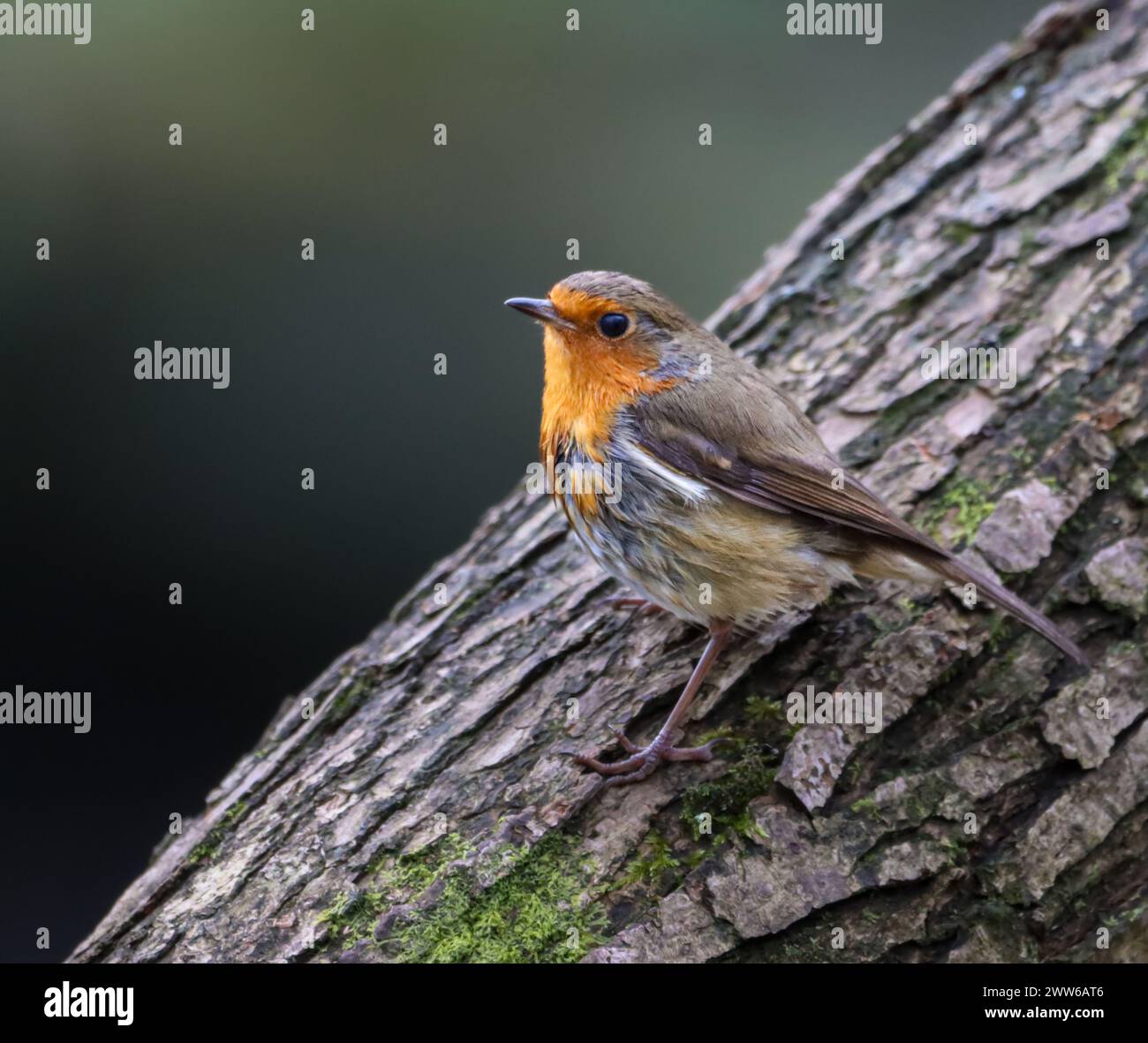 Bird robin face hi-res stock photography and images - Alamy