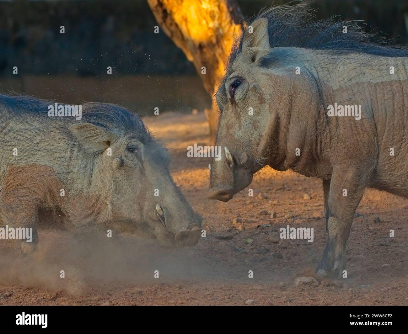 Warthogs kicking up sand and dust Stock Photo - Alamy