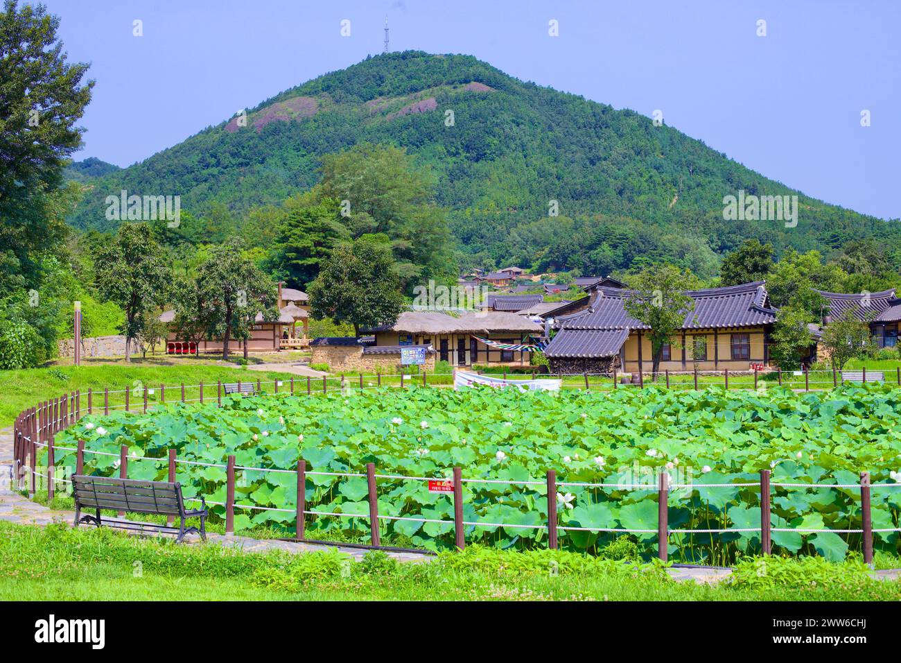 Goseong County, South Korea - July 30, 2019: Ripened lotus plants adorn ...