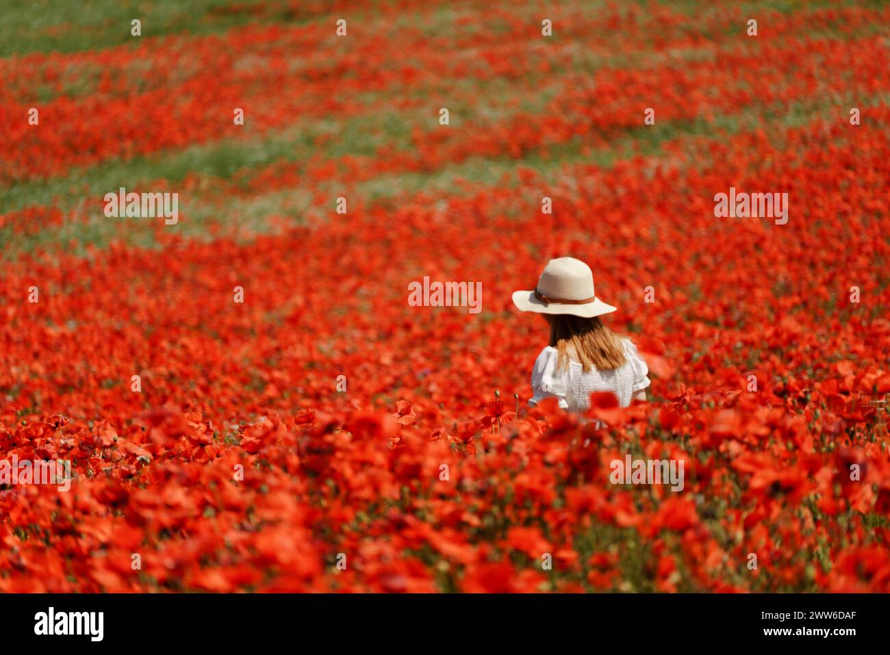 Field poppies woman. Happy woman in a white dress and hat stand with ...