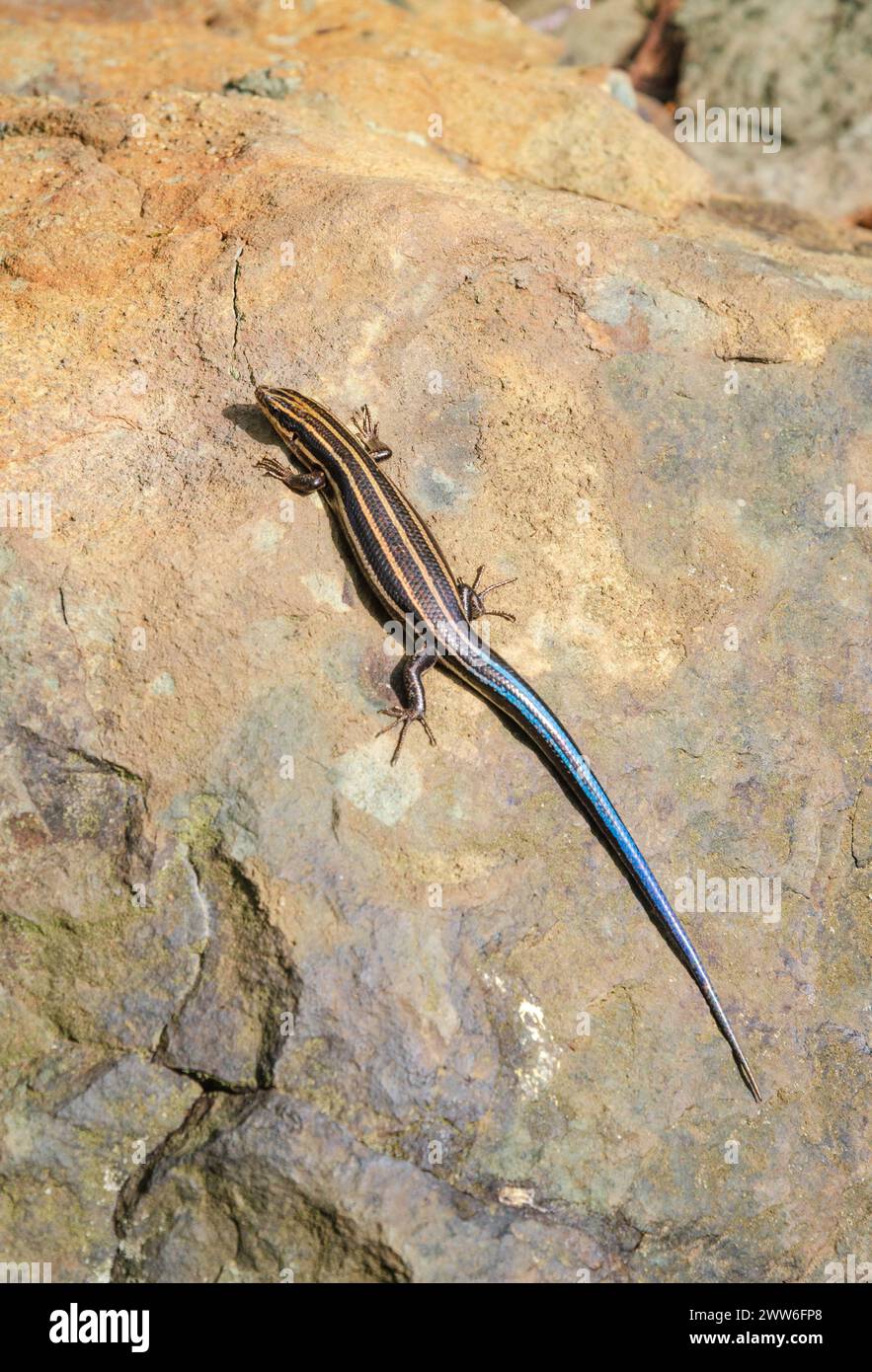 Colorful Juvenile Five-lined Skink at Shenandoah National Park along ...