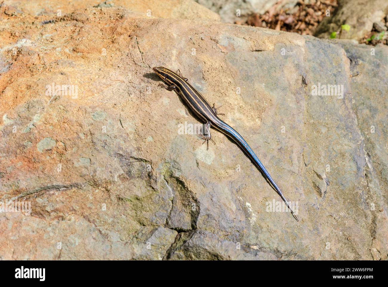 Colorful Juvenile Five-lined Skink at Shenandoah National Park along ...