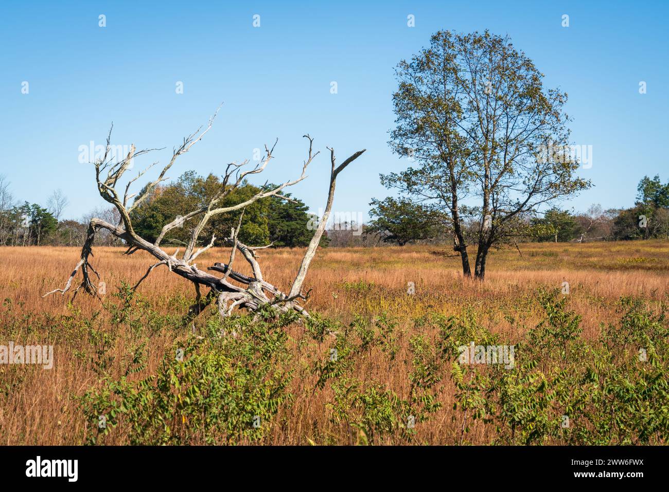 Big Meadows at Shenandoah National Park along the Blue Ridge Mountains ...