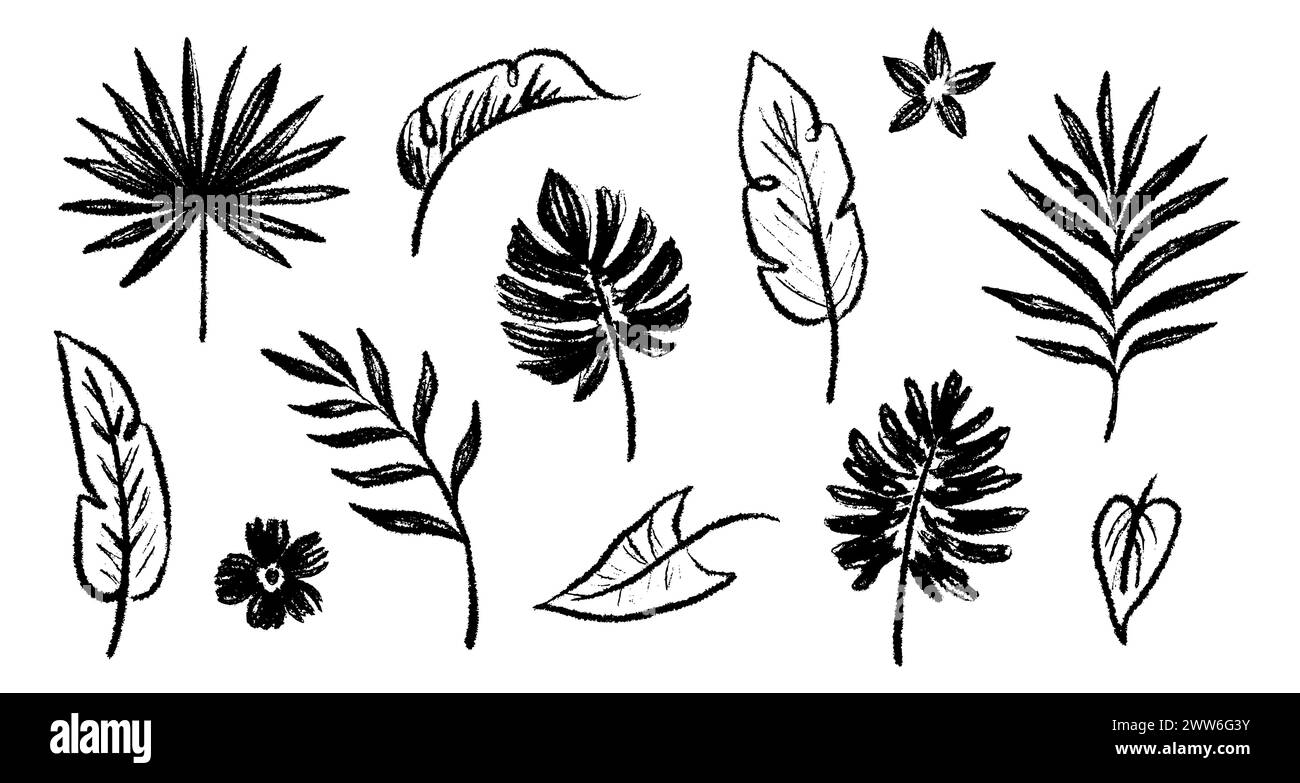 Palm leaf hand drawn crayon brush illustration. Foliage black tropical ...