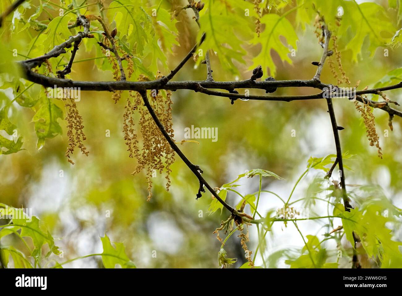 An oak tree with new leaf growth also shows pollen and a drop of water ...