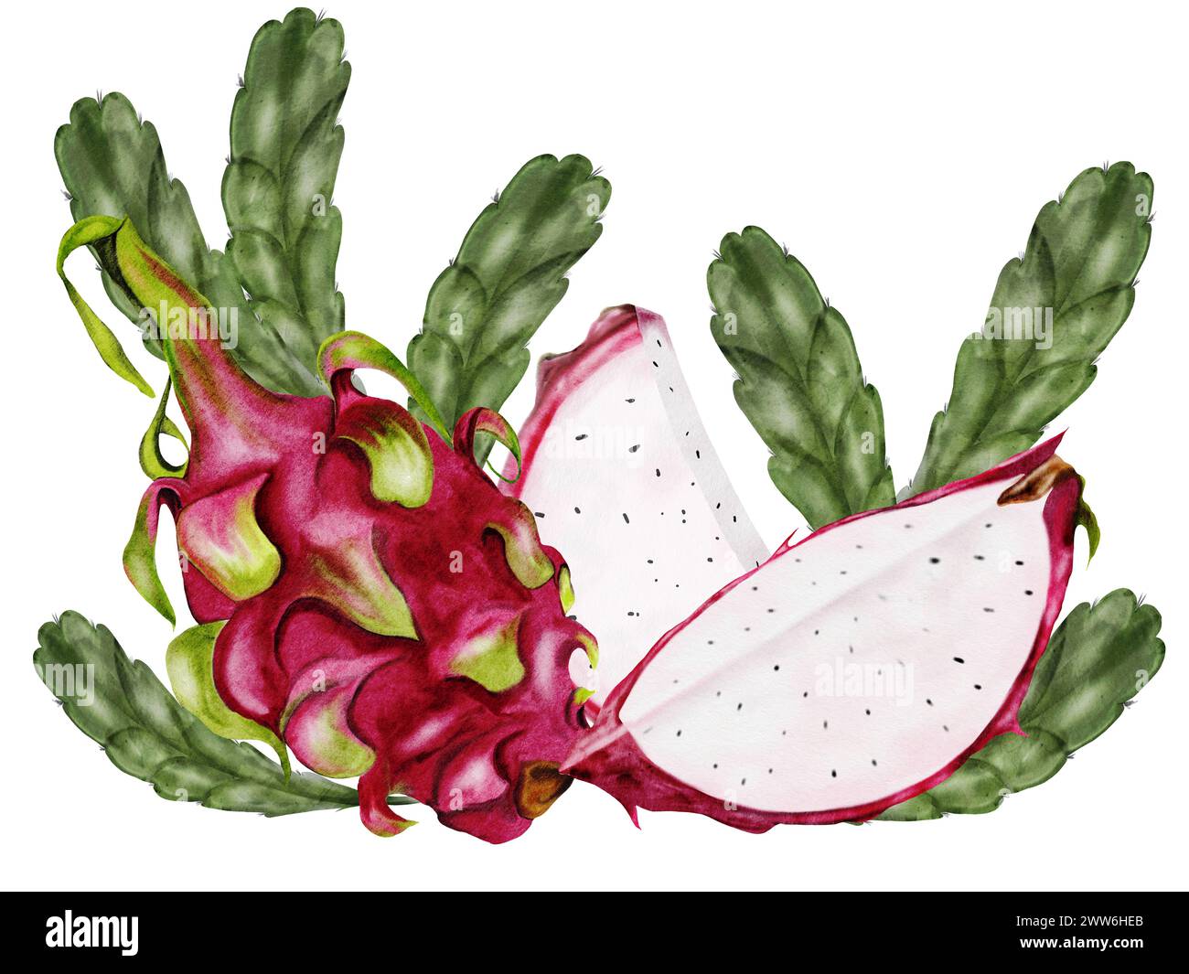 Dragon fruit. Watercolor hand drawn illustration isolated on white ...