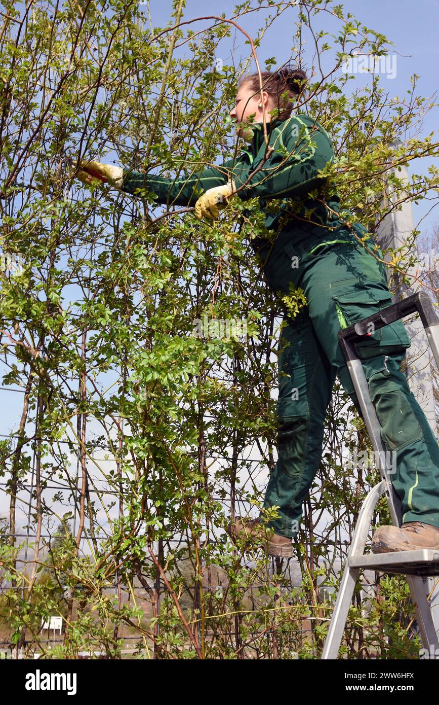 21 March 2024, Saxony-Anhalt, Sangerhausen: At the Europa-Rosarium, the ...