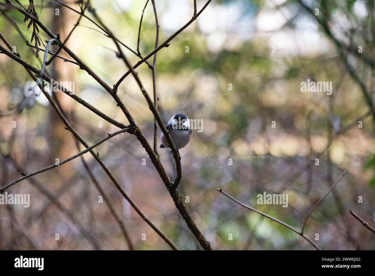 Chubby bird hi-res stock photography and images - Alamy
