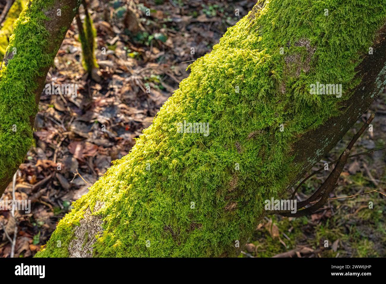 Moss on trees in mountain hi-res stock photography and images - Alamy