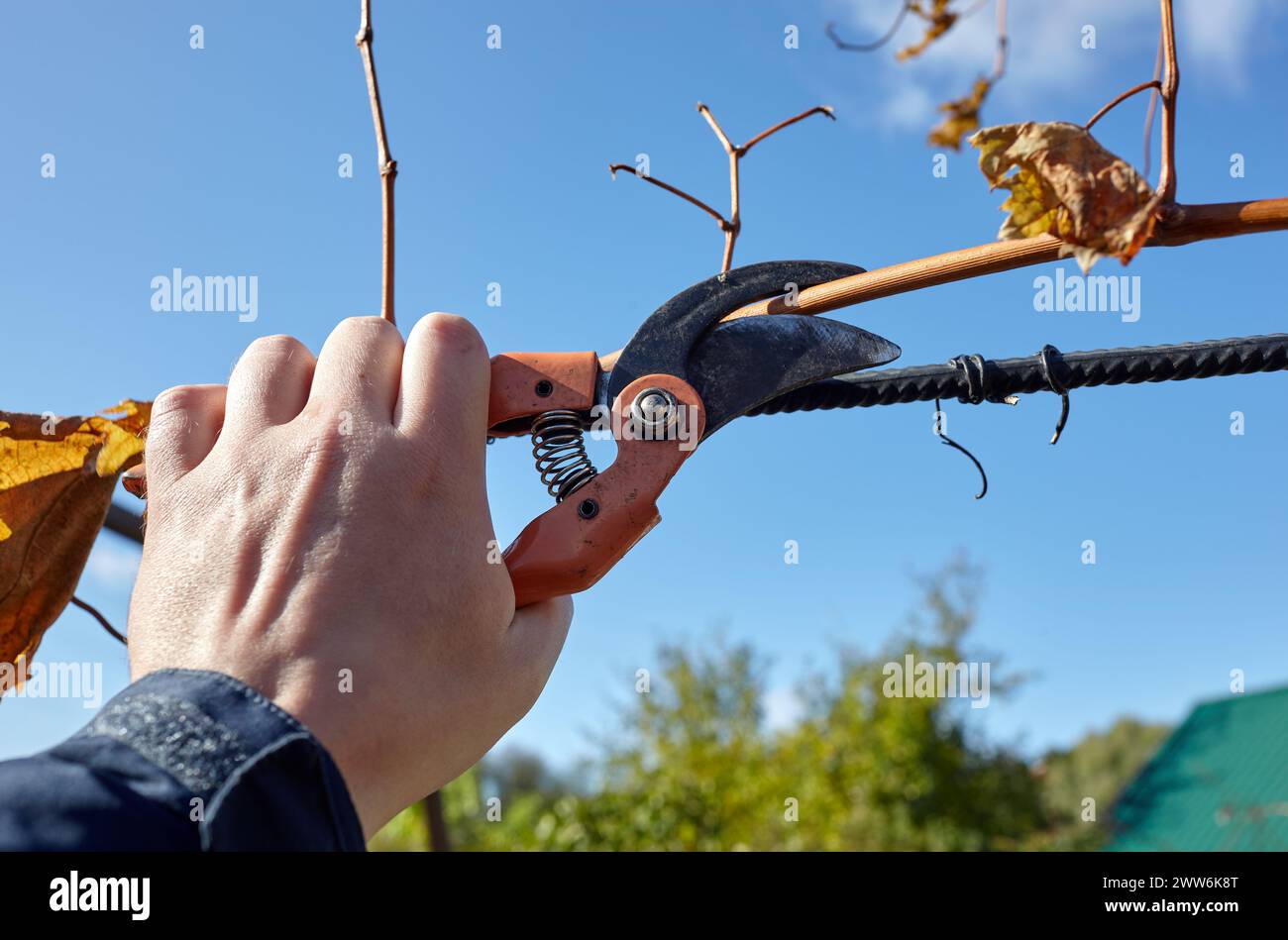 Man gardening in backyard. Worker's hands with secateurs cutting off ...