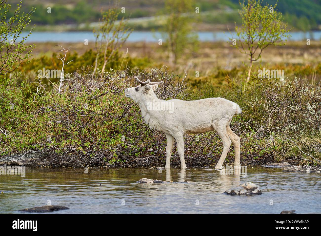 European Reindeer, Rangifer tarandus, also Caribou, standing in the ...