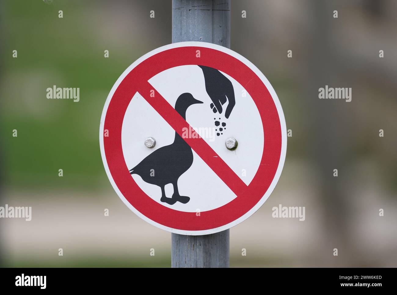Moritzburg, Germany. 21st Mar, 2024. A "No feeding ducks" sign has been ...