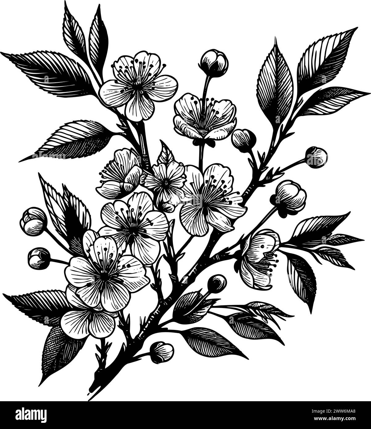 Old cherry tree Stock Vector Images - Alamy