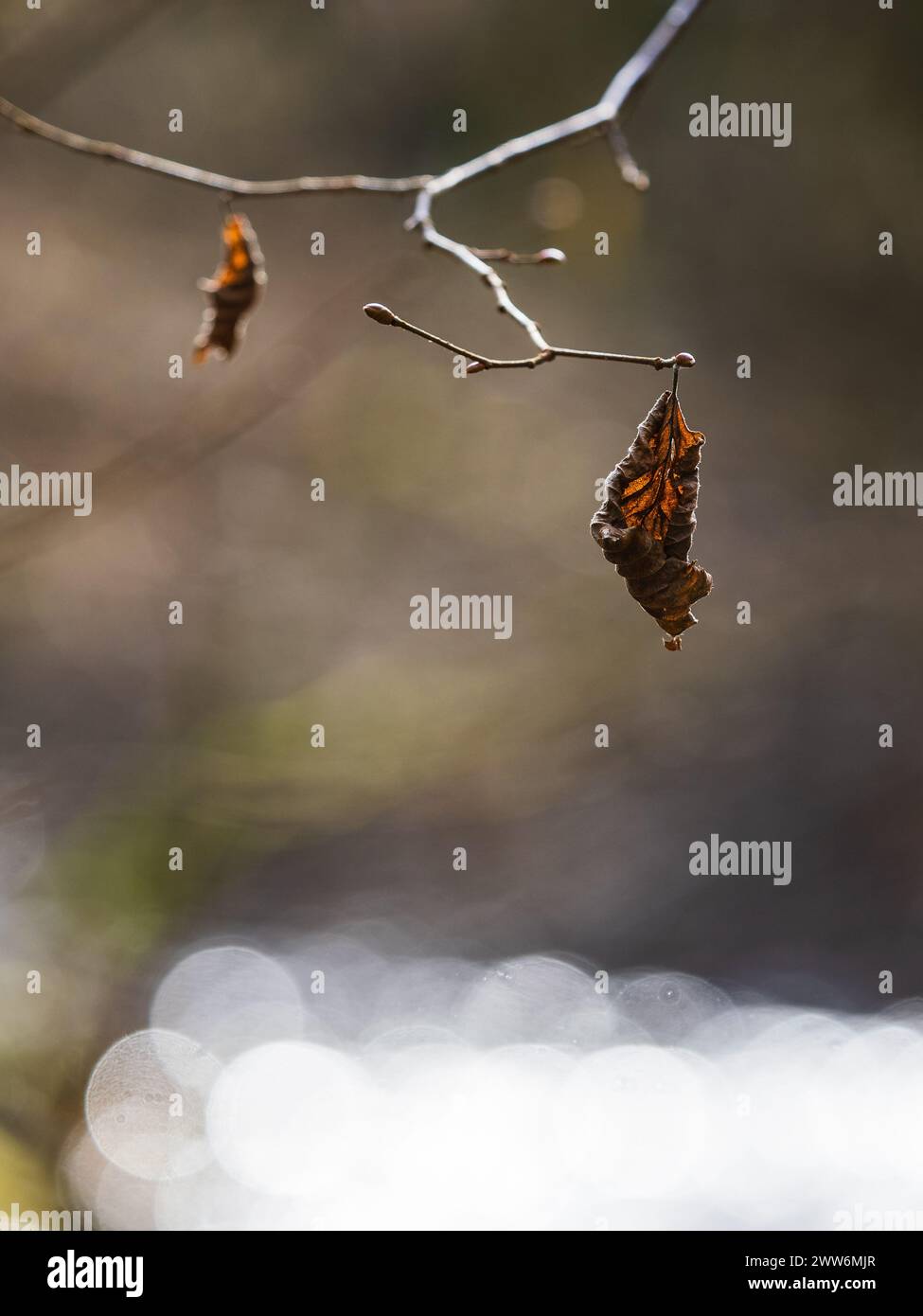A branch with several brown leaves is shown hanging down in a tree in ...