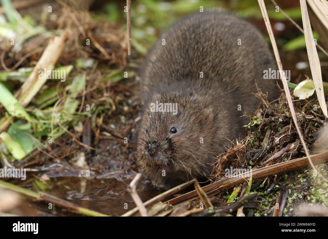 Threatened species water vole hi-res stock photography and images - Alamy