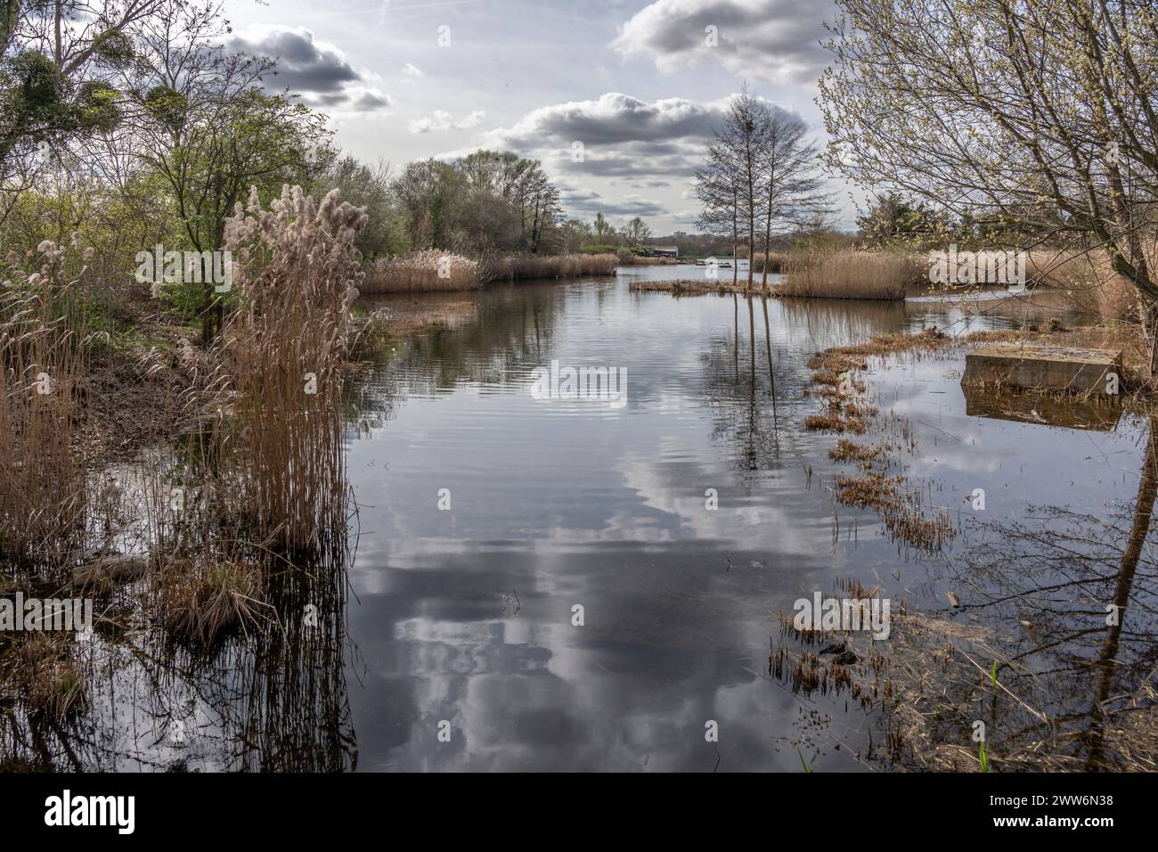 Nature in bloom in spring season. Reflection of trees, reeds and cloudy ...
